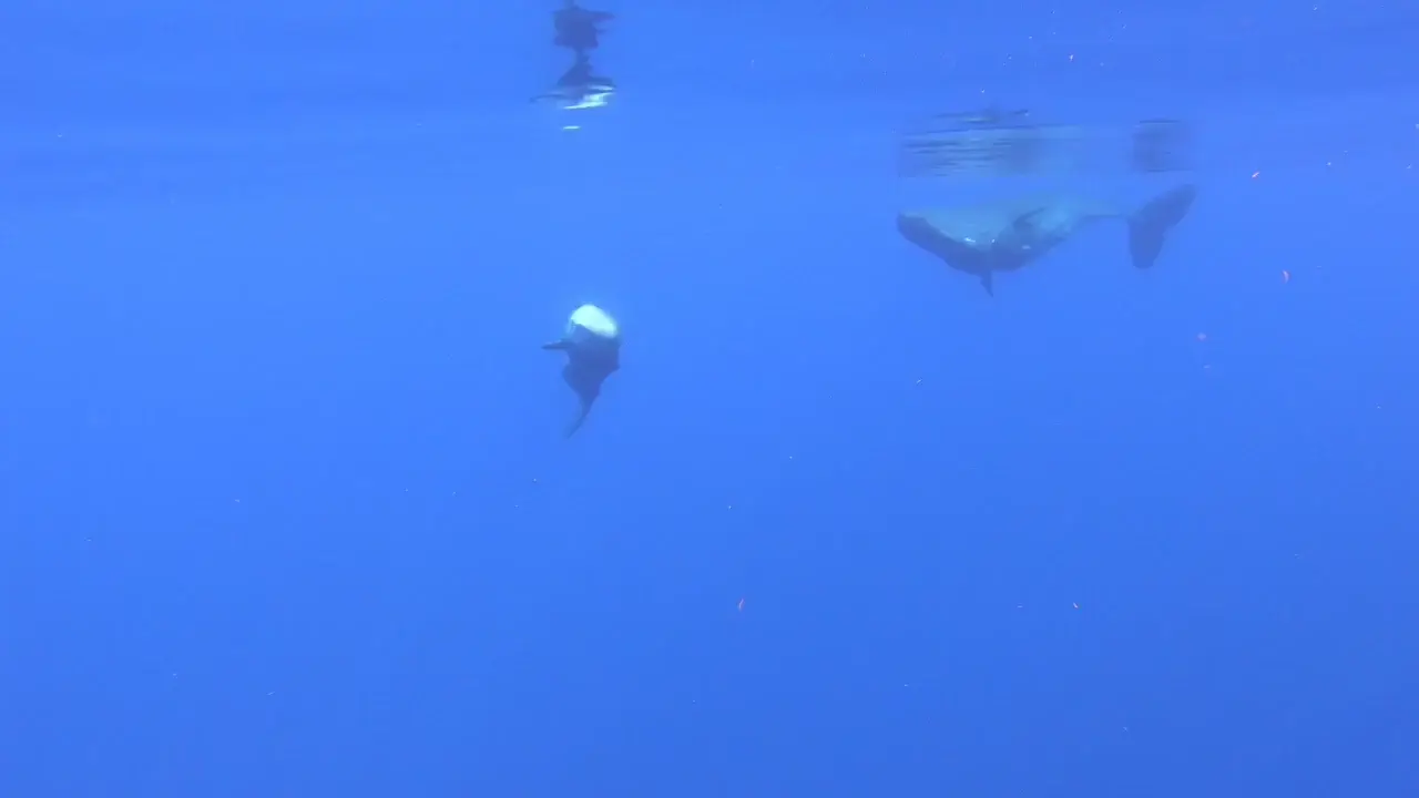 Newborn Sperm Whale | Scrolller