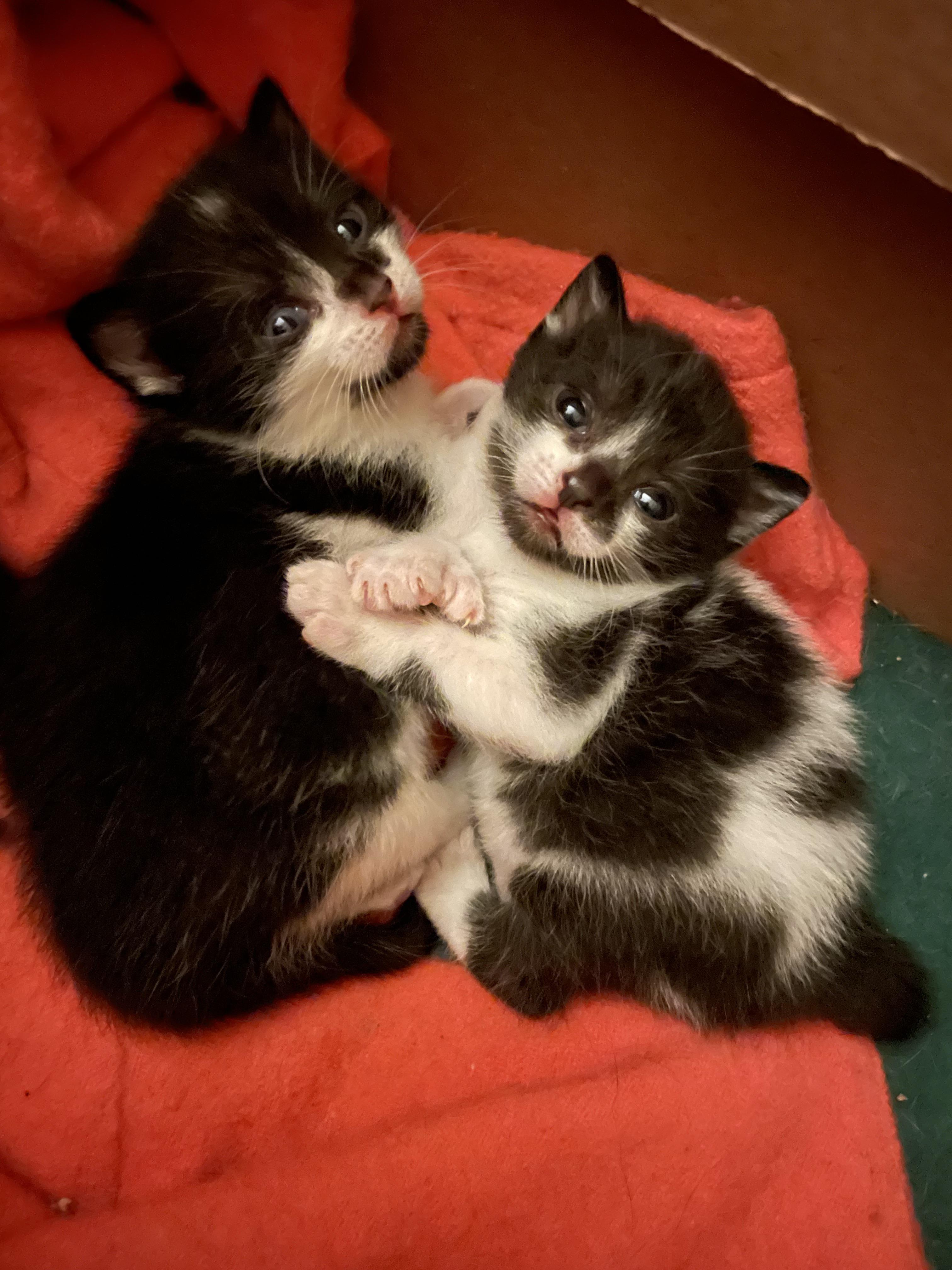 Newest family members. | Scrolller