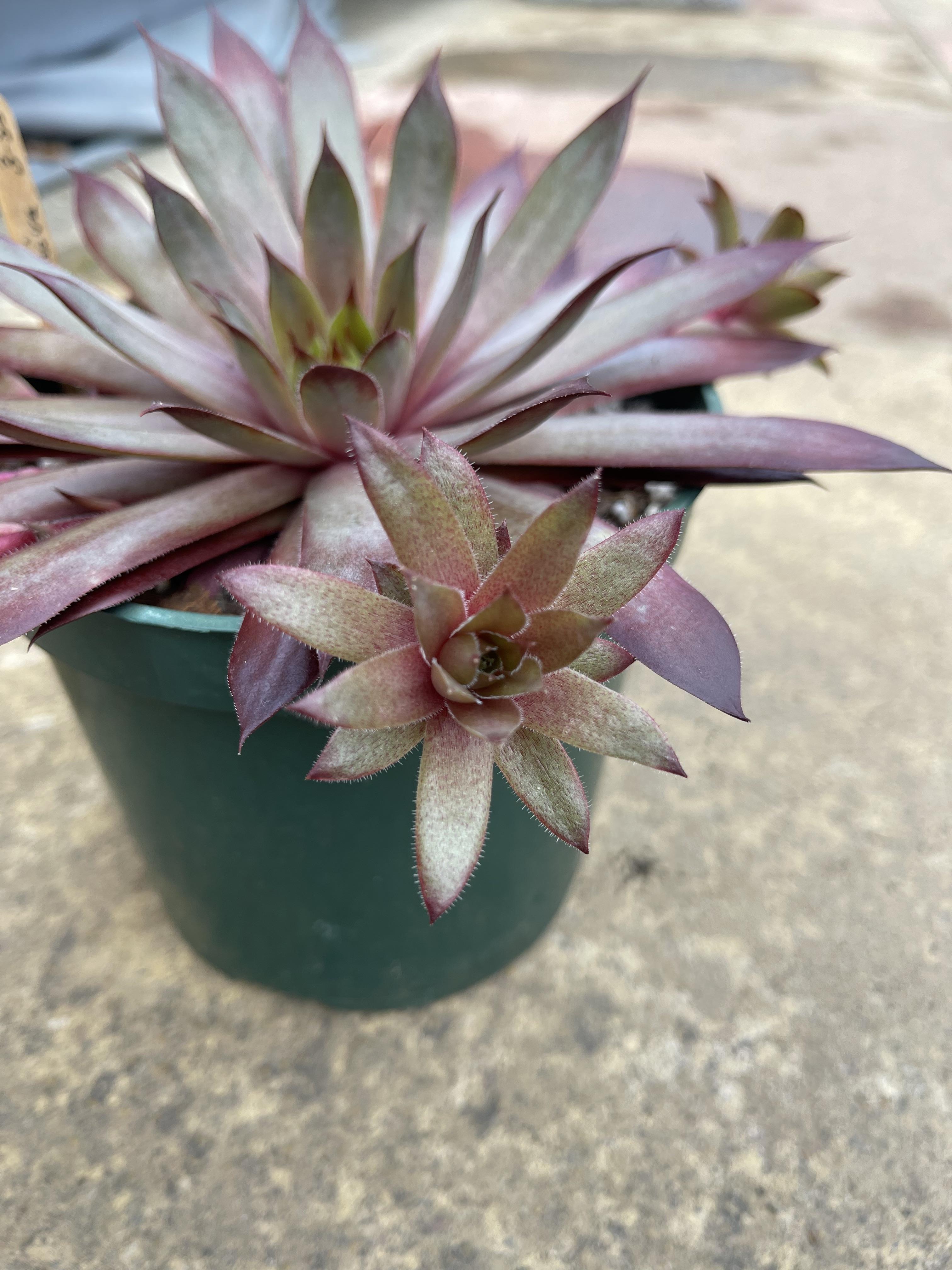 Sempervivum supernova? | Scrolller