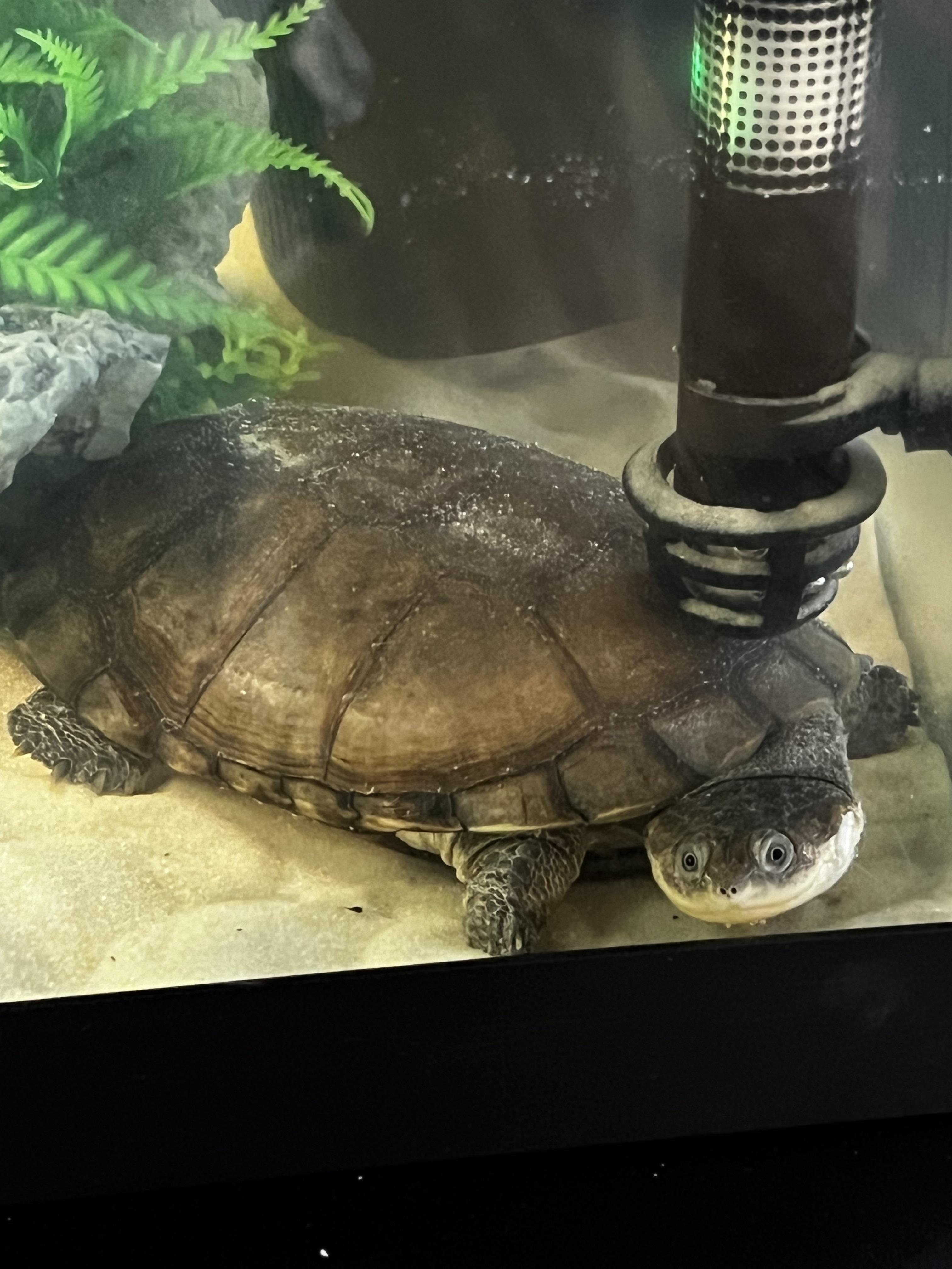 Lil Nugget! | Scrolller