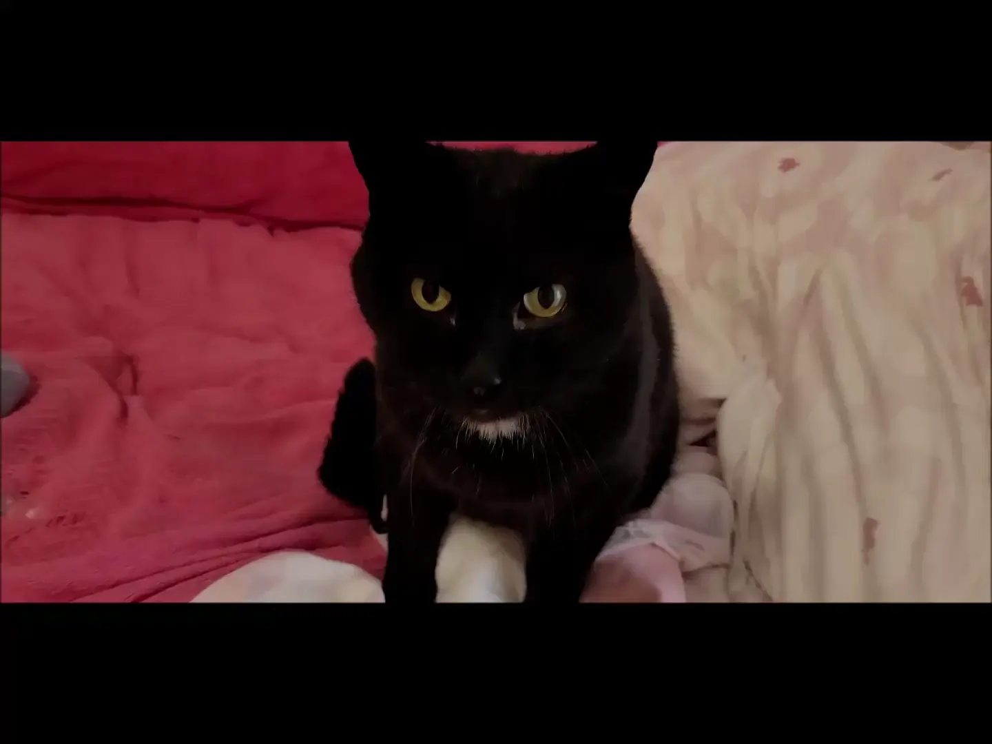 Nicky purrs loudly while he is making biscuits!♥ | Scrolller