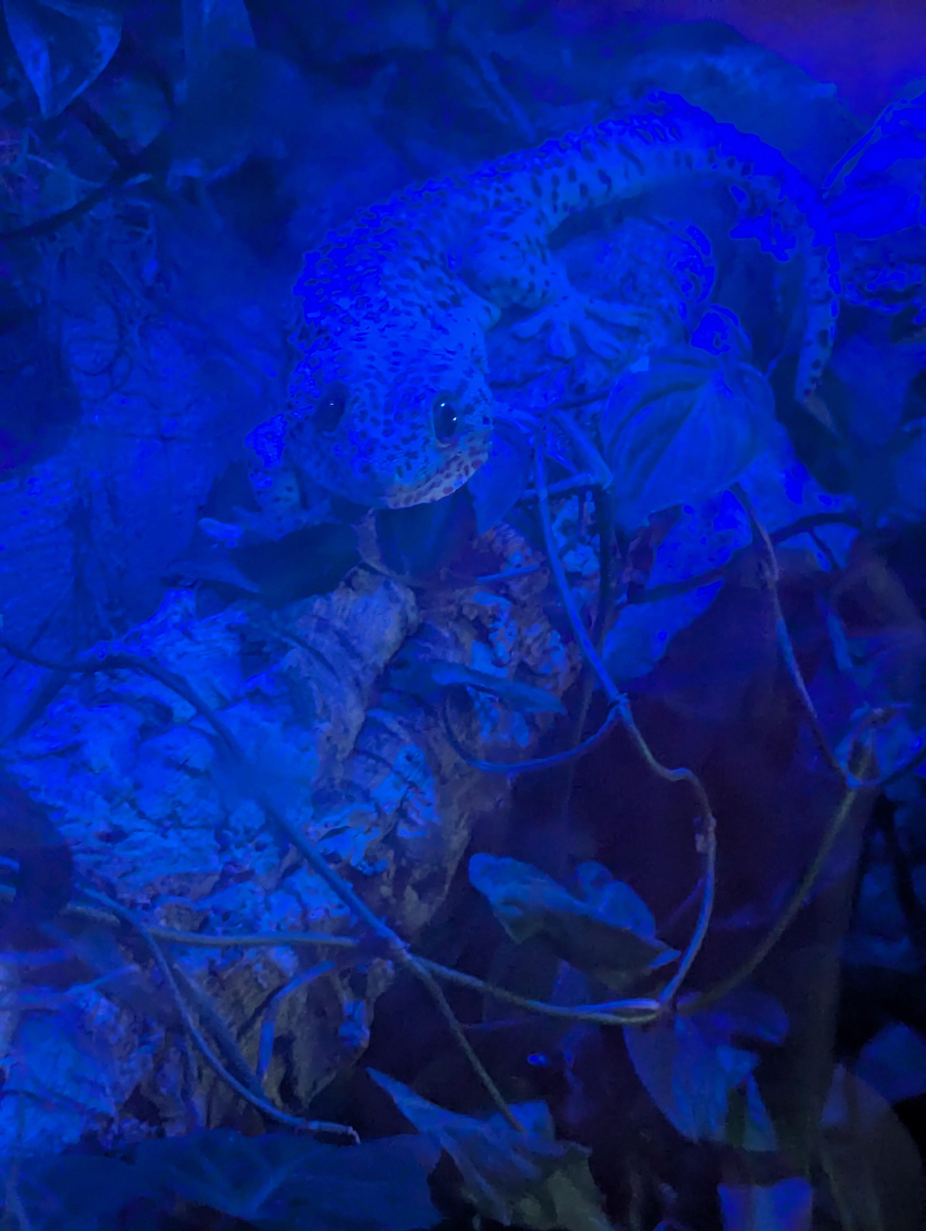 Night time basking | Scrolller