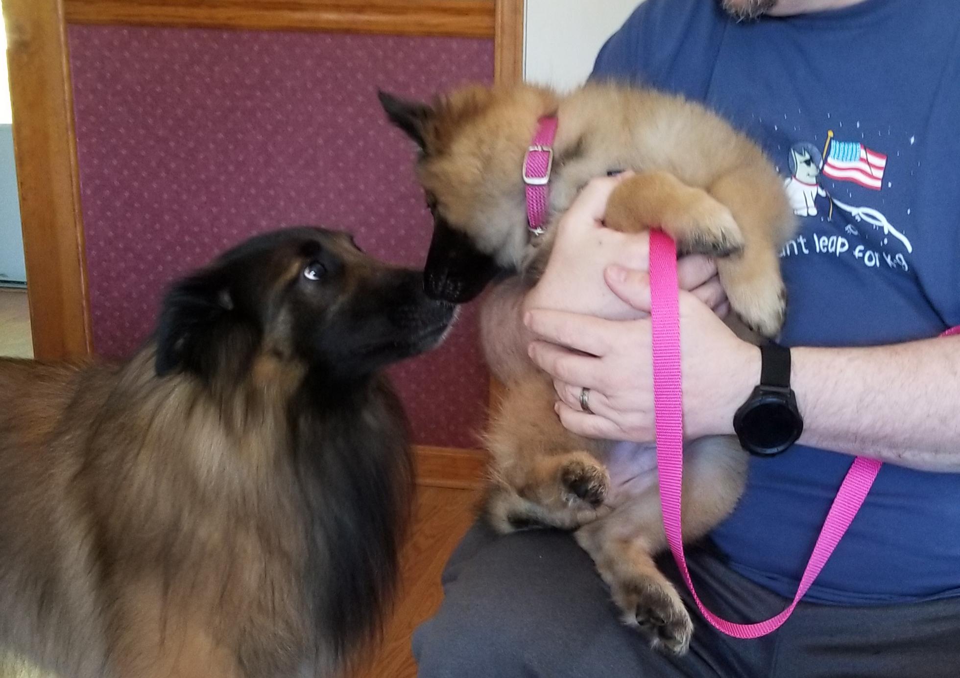 Niko meets his new sister, Maggie (Timberwinds Wild Pitch) | Scrolller