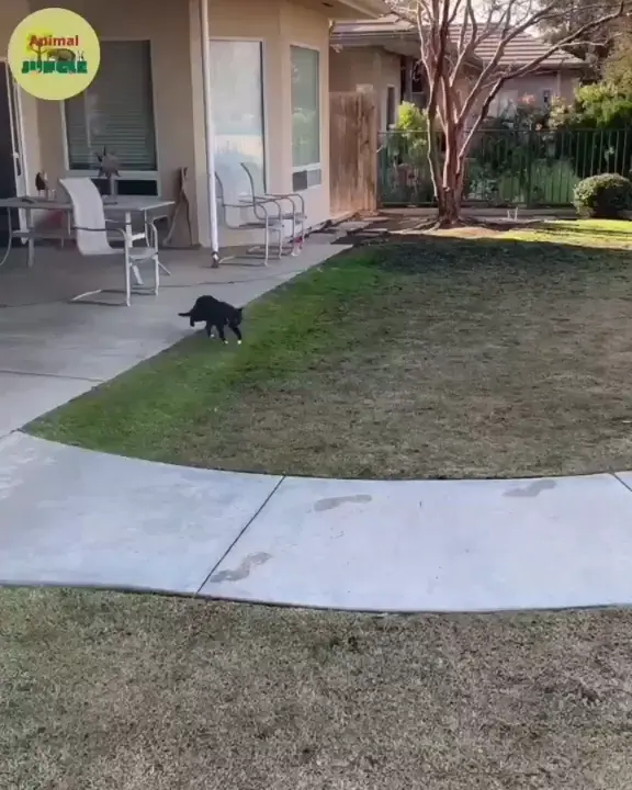 Ninja cat 🙀😹💗 | Scrolller