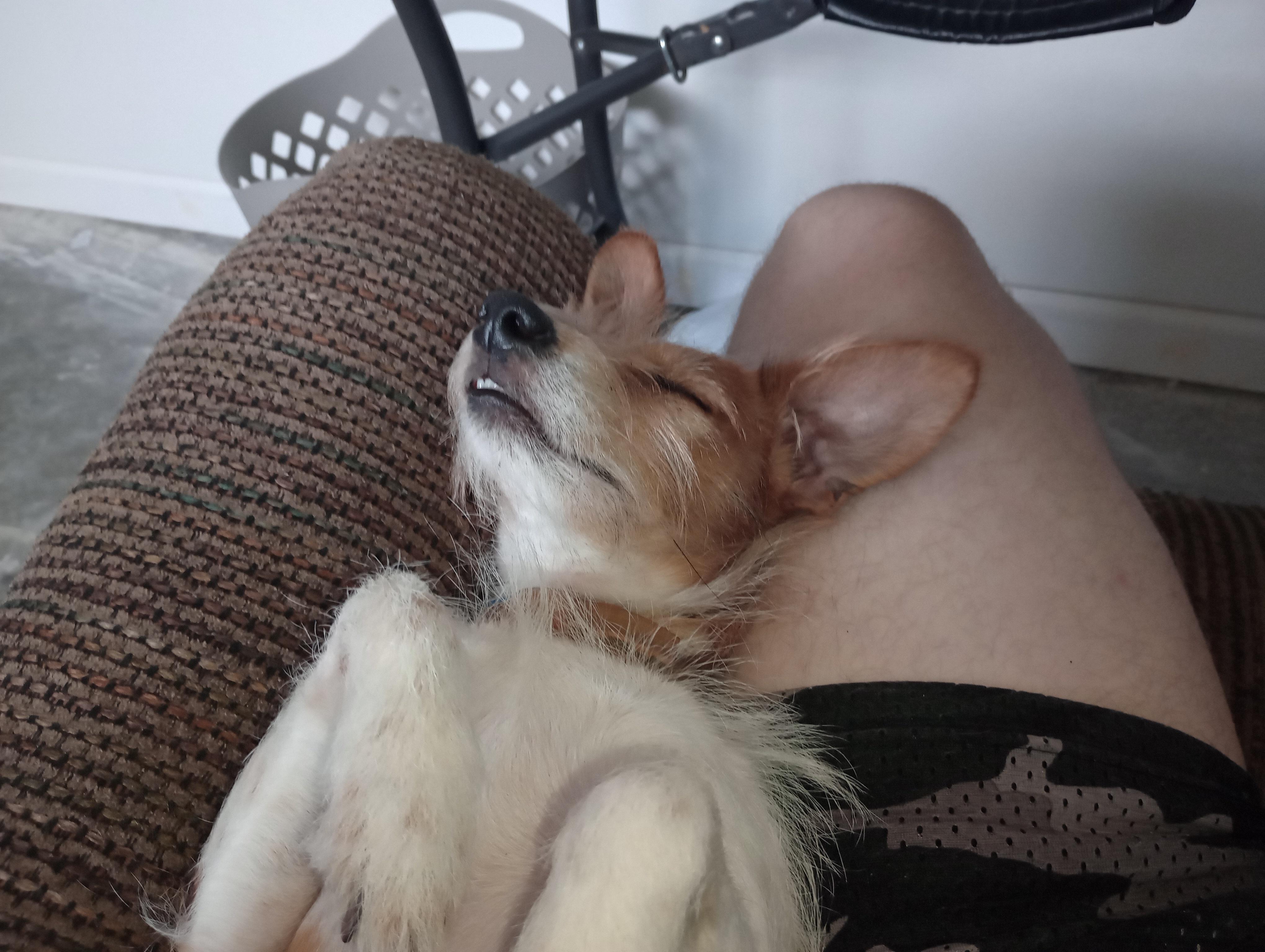 It's nap time for all the furry creatures | Scrolller