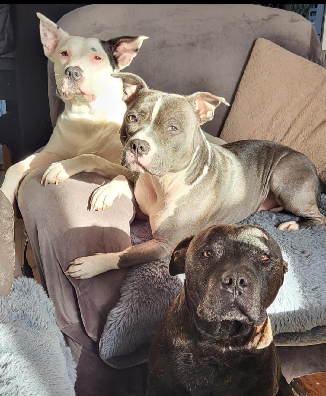 My dogs blaze athena apollo | Scrolller