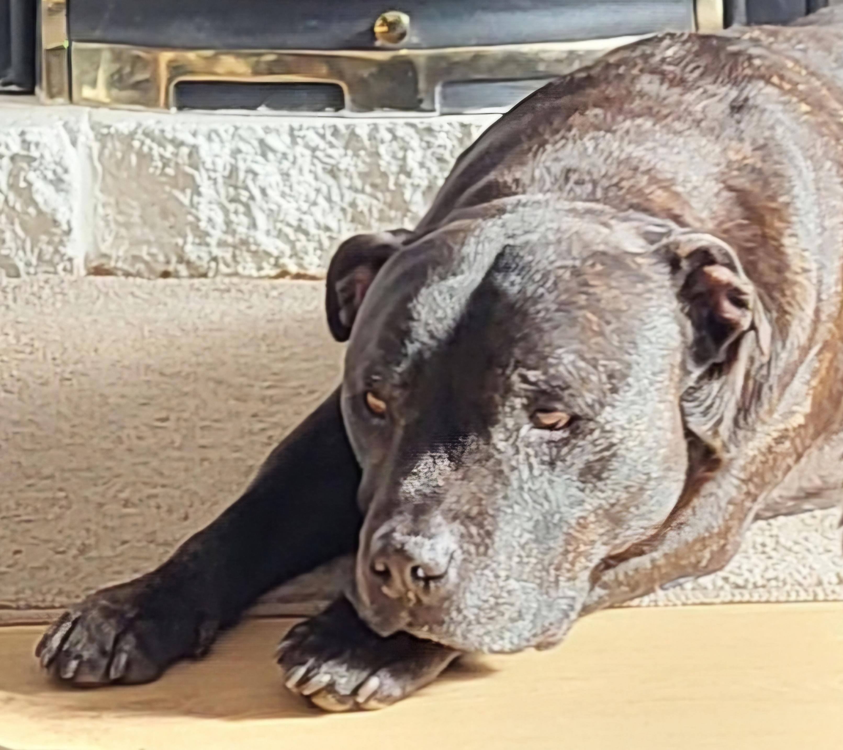 My dogs blaze athena apollo | Scrolller