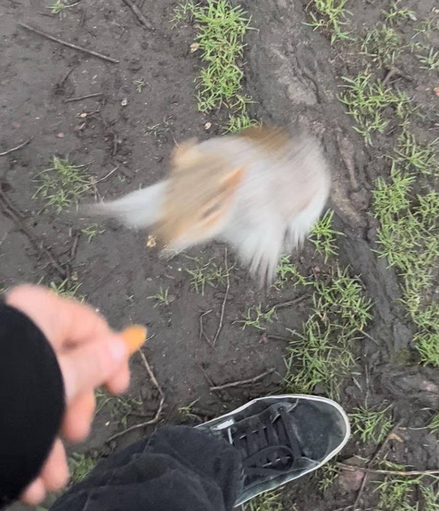 The duality of squirrel | Scrolller