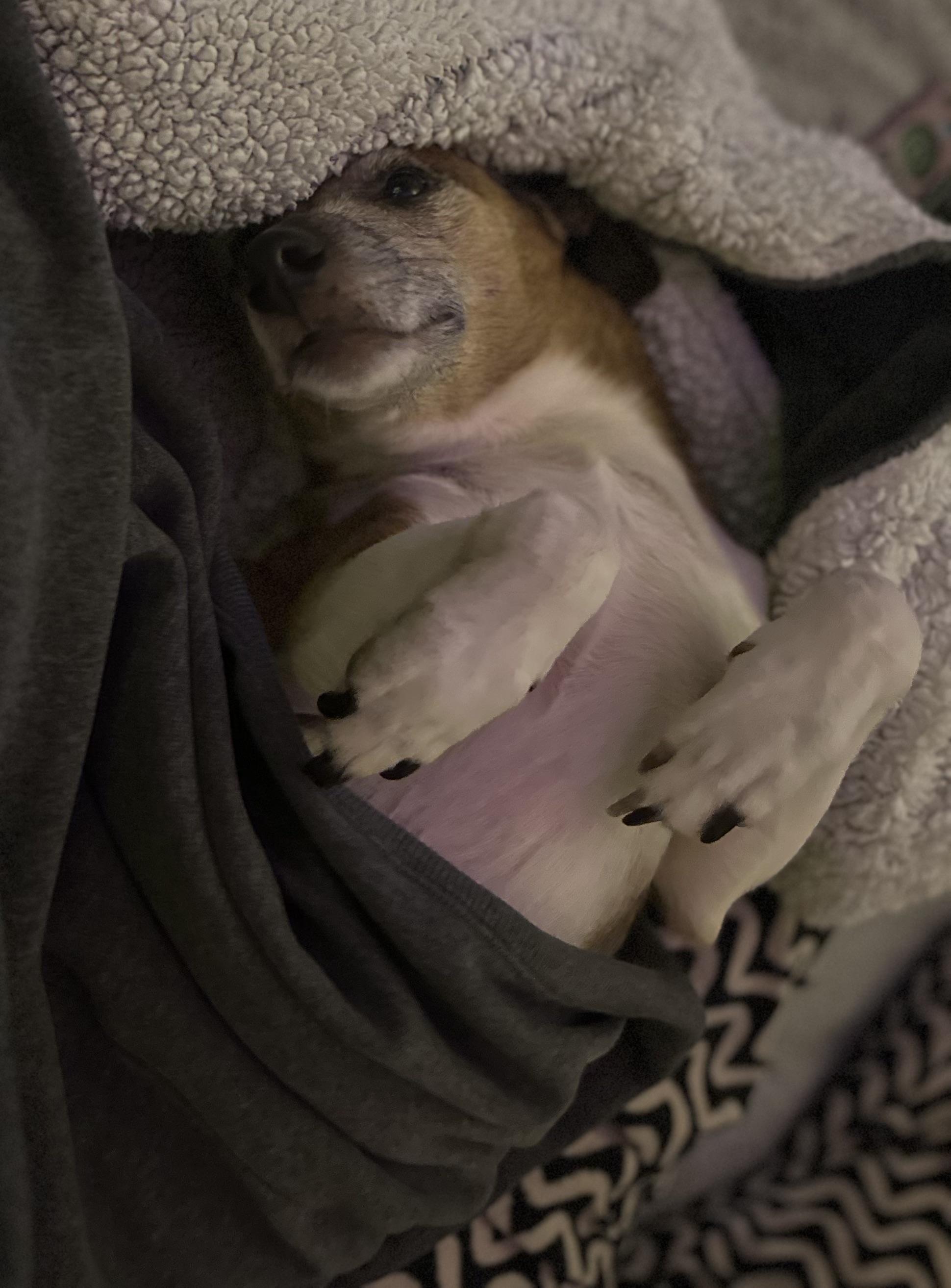 Dinosaur paws | Scrolller