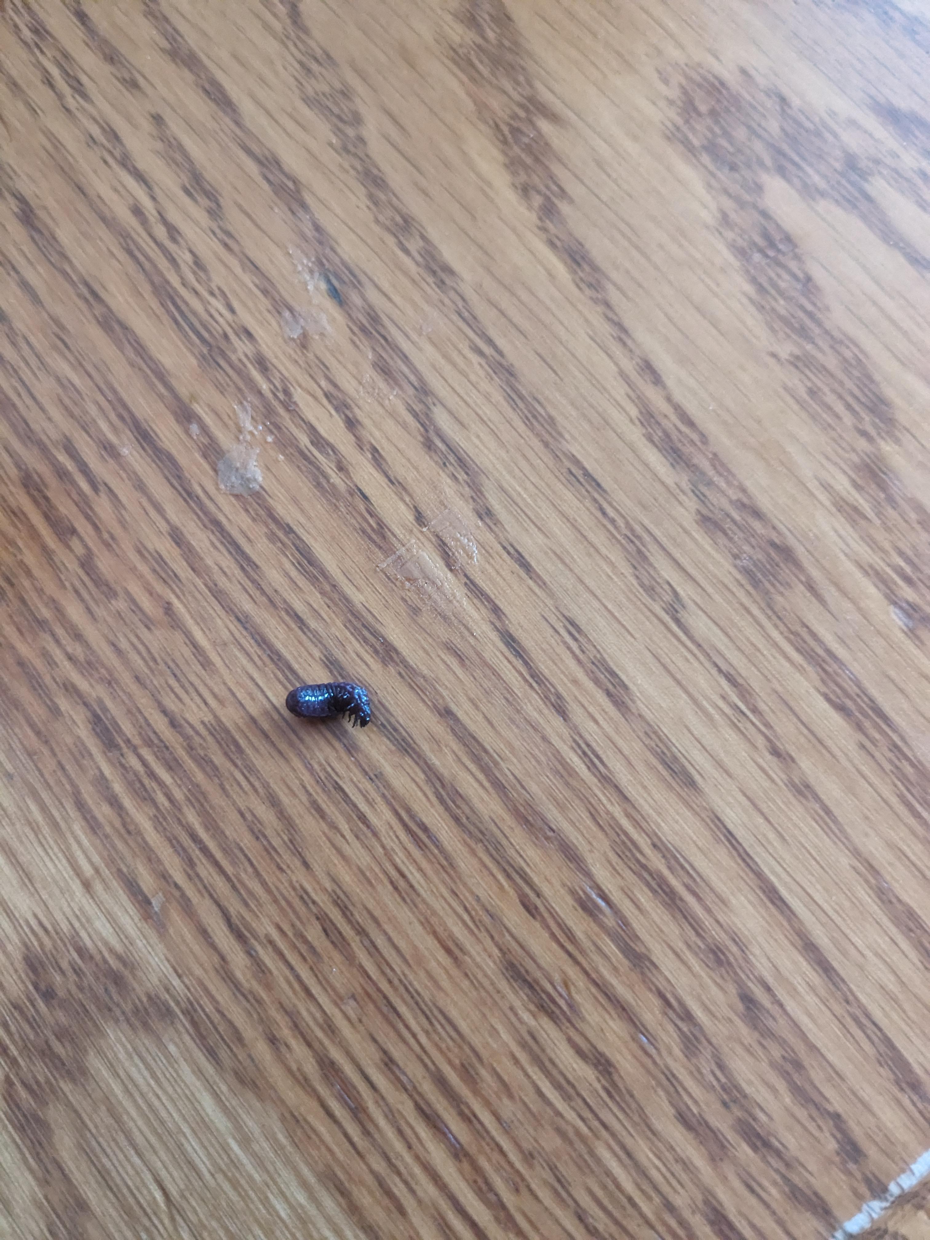 Big butt roly poly thing? | Scrolller