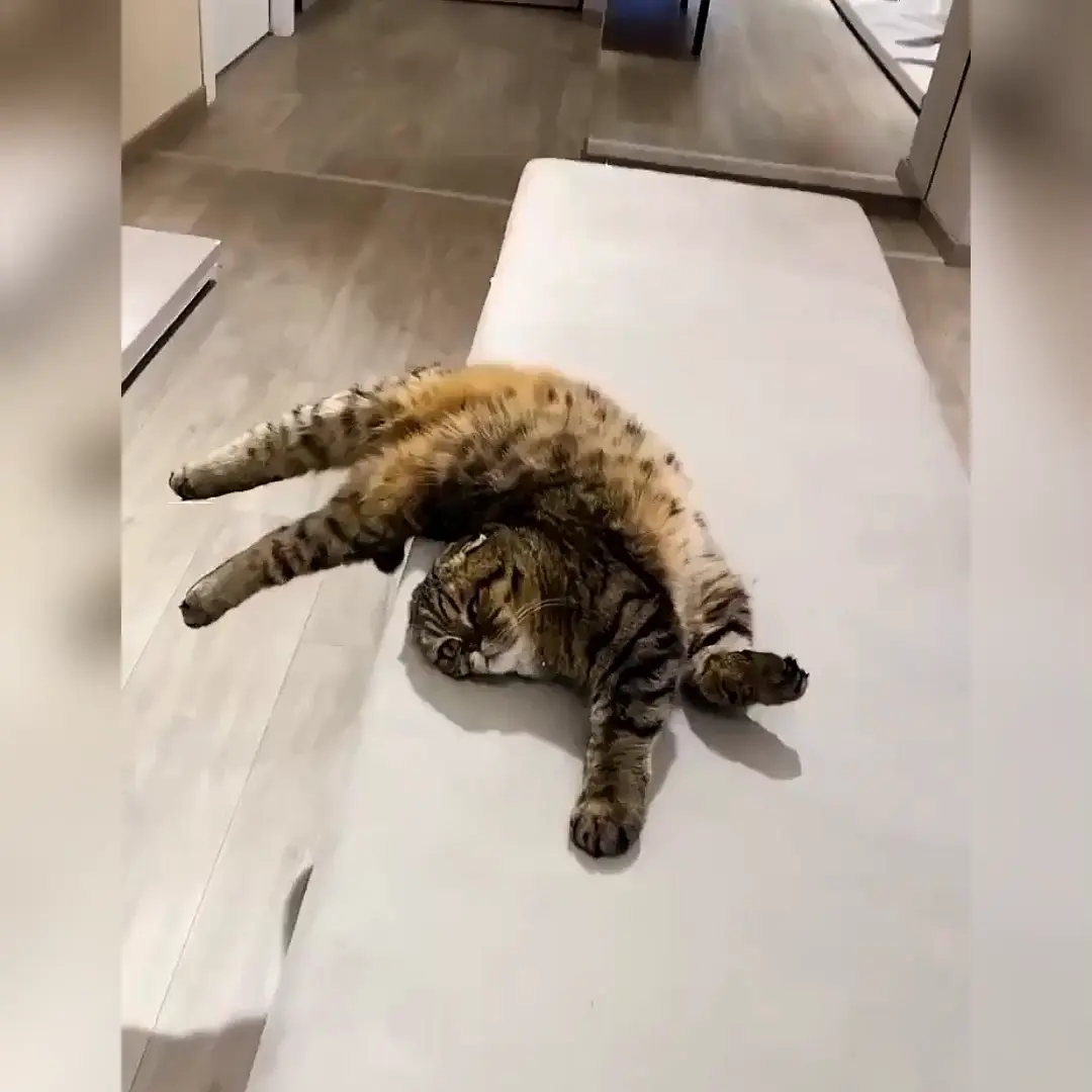 No bones | Scrolller