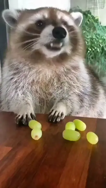 No compromise in Foood!! | Scrolller