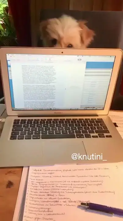 No pets anymore but here's a cute wholesome pupper for r/MrPuckett | Scrolller