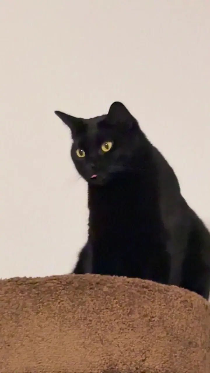 No thoughts, just blep. | Scrolller