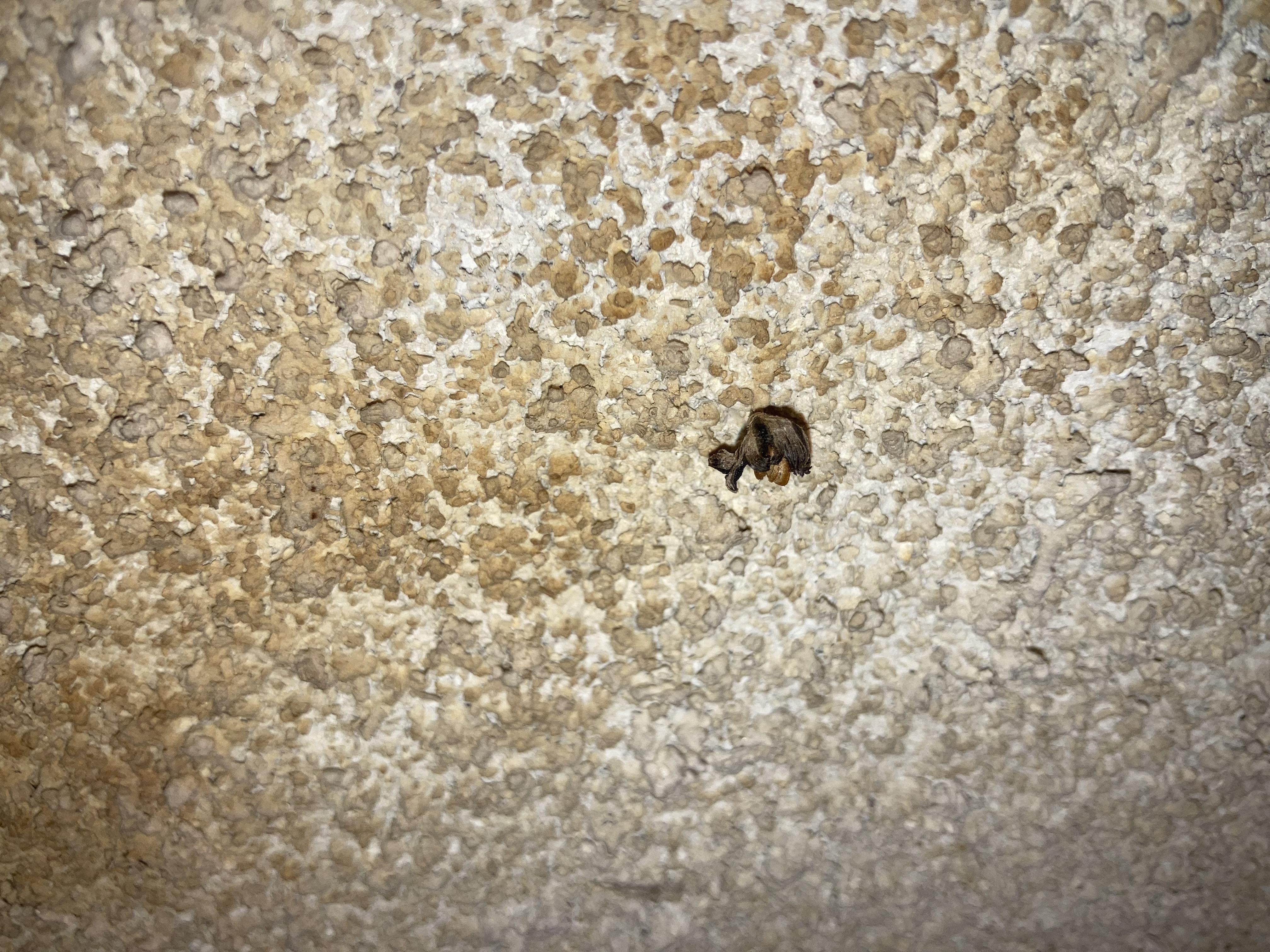 Anyone know what is growing from my ceiling? | Scrolller