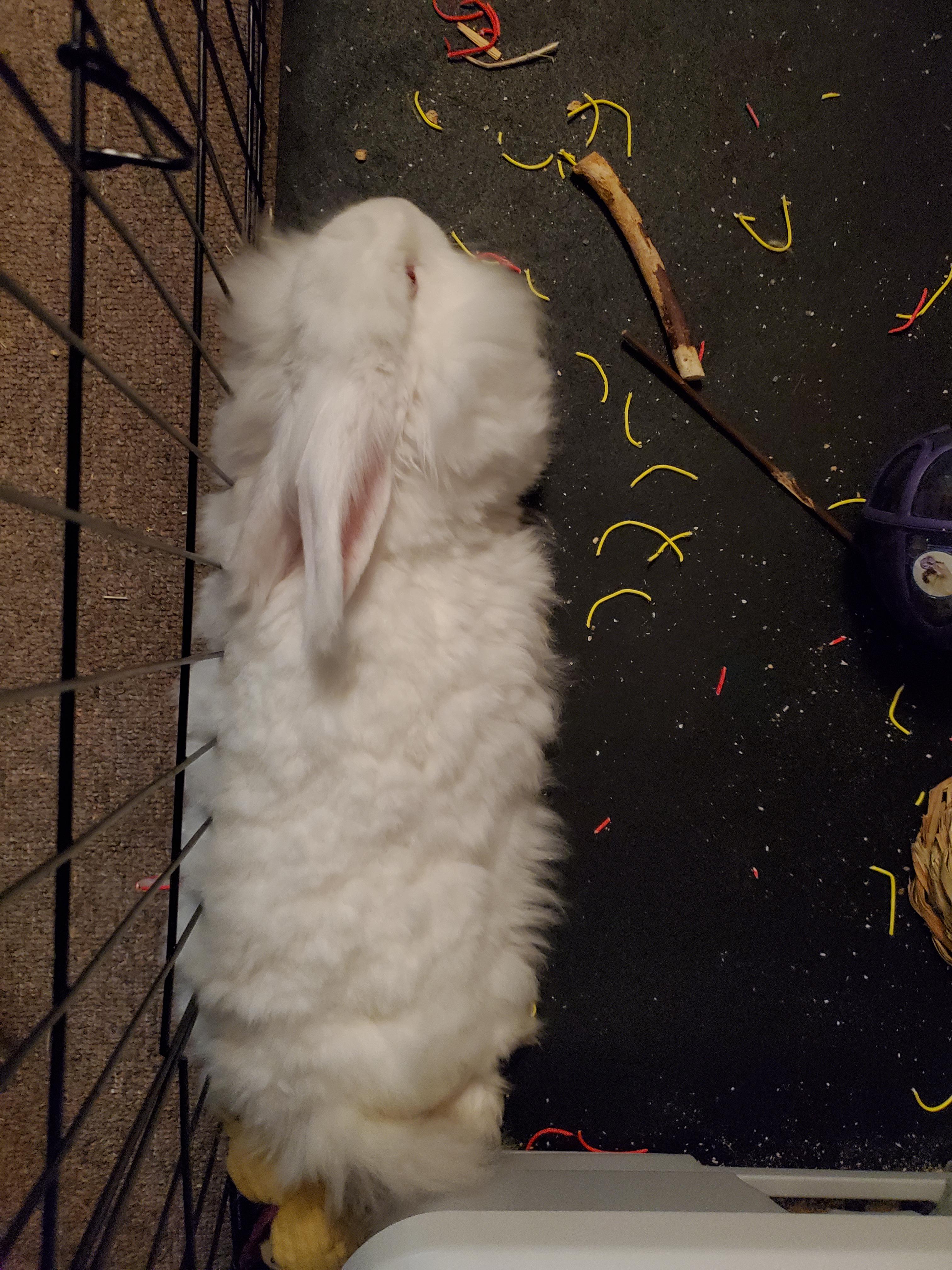 Noodle following destruction. No Willow Balls remain. | Scrolller