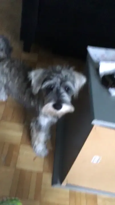 Not such a fan of brushy brushy | Scrolller