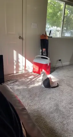 Not sure what startled Nug here | Scrolller