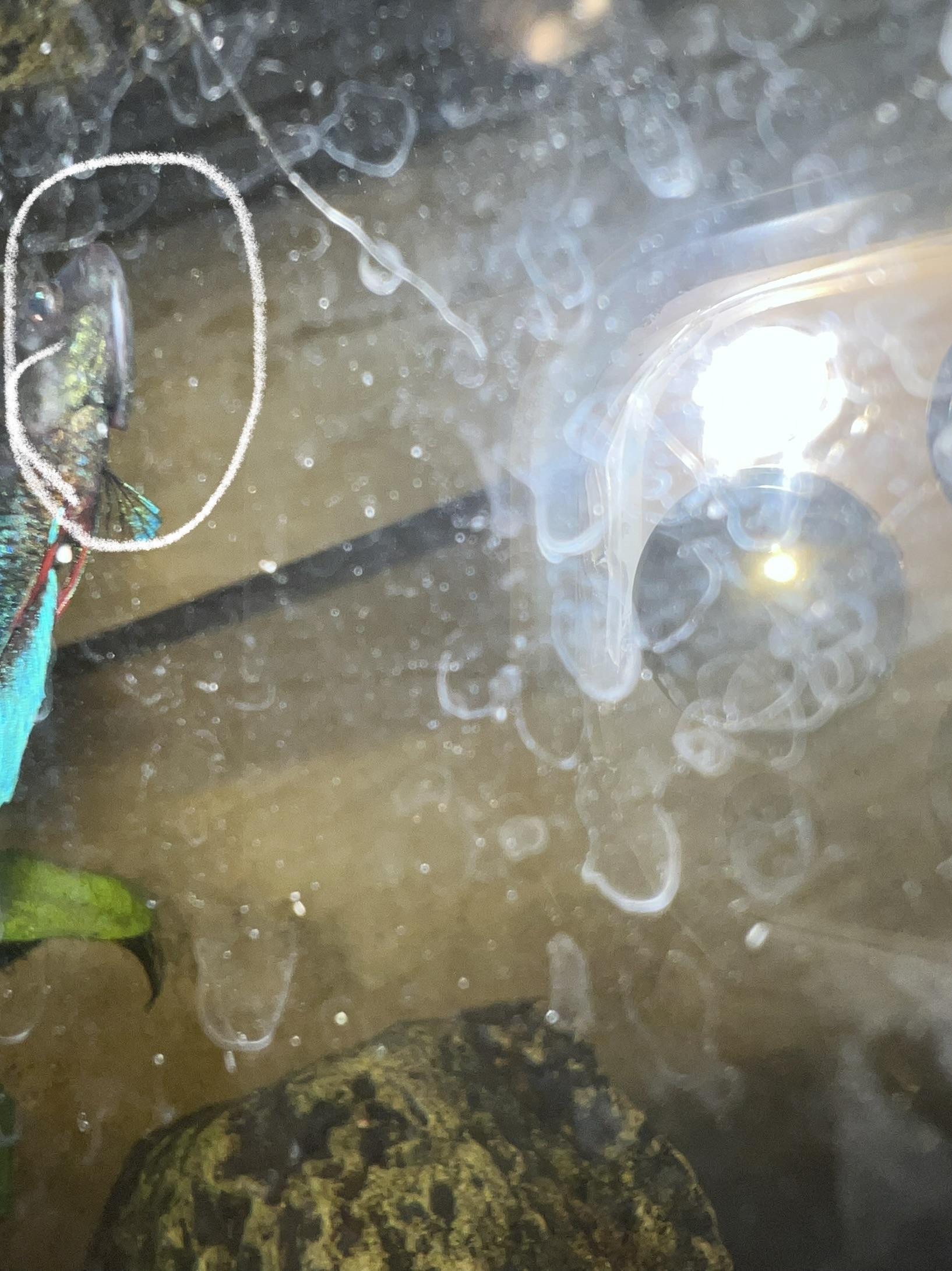 My Betta’s face is swollen | Scrolller