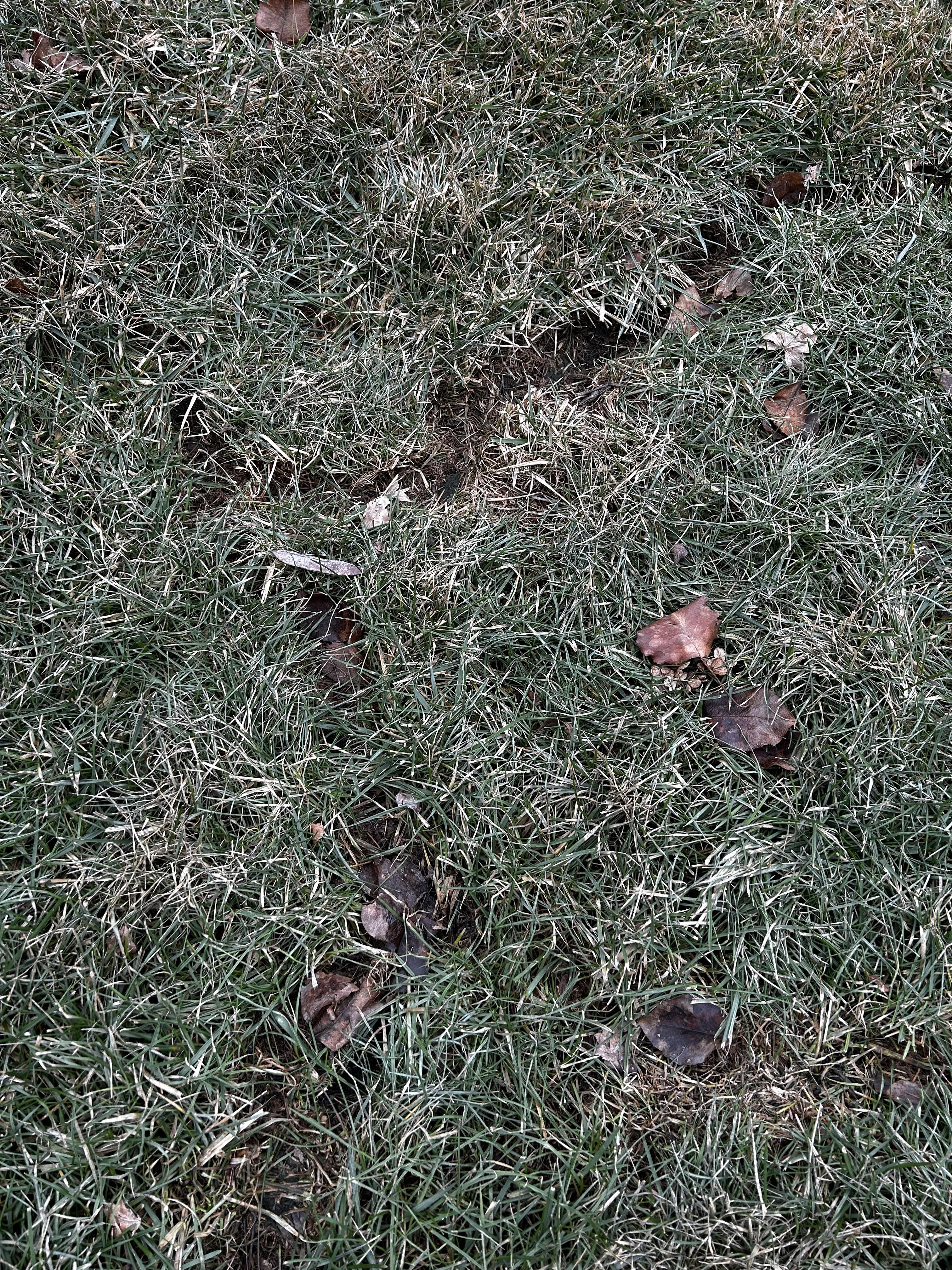 What‘s causing this and how to fix? | Scrolller