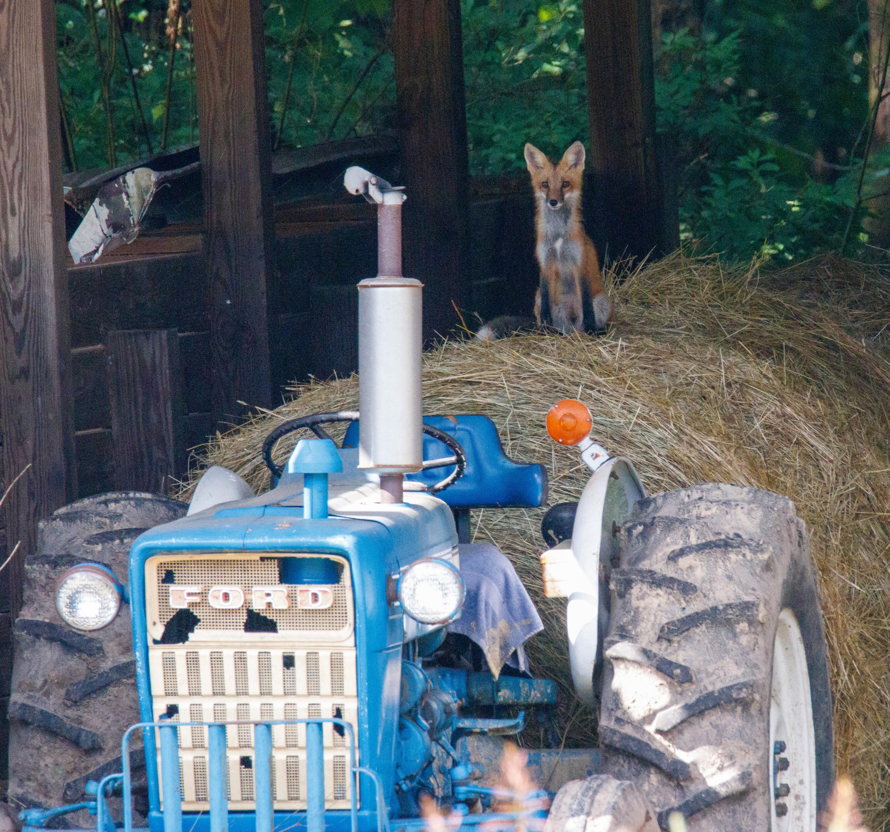 Discover more like Foxes: Farmer and Related Content | Scrolller