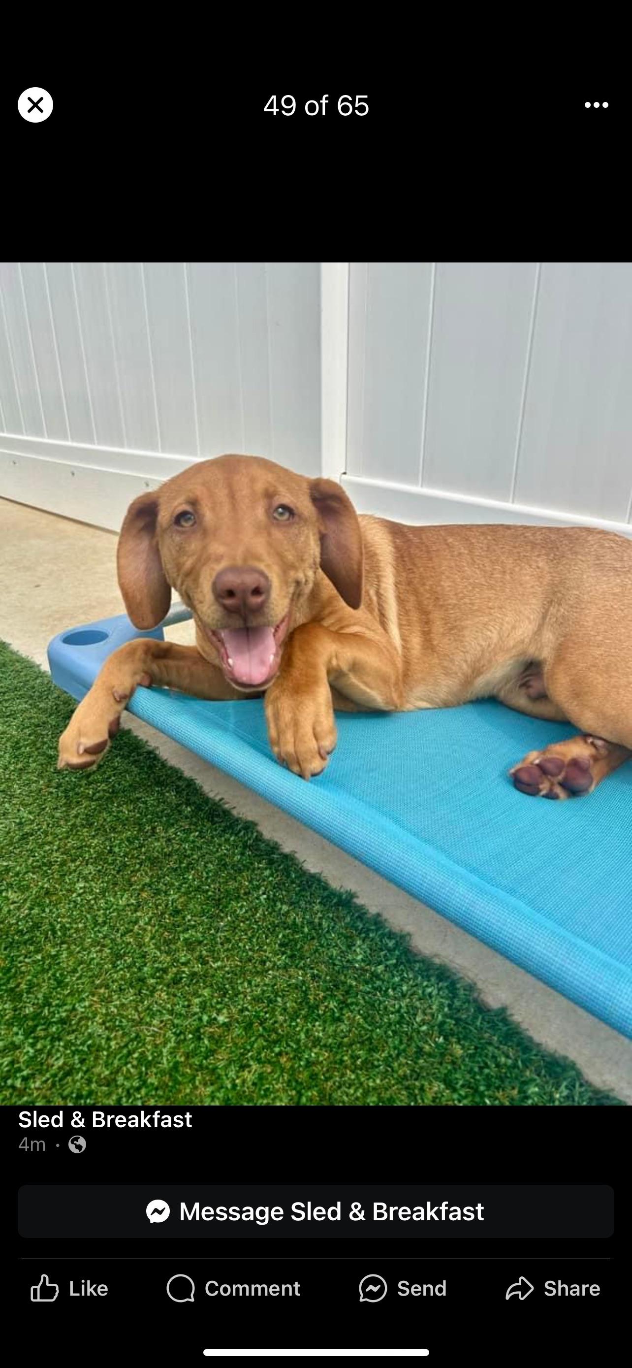 Help Identifying Breed | Scrolller