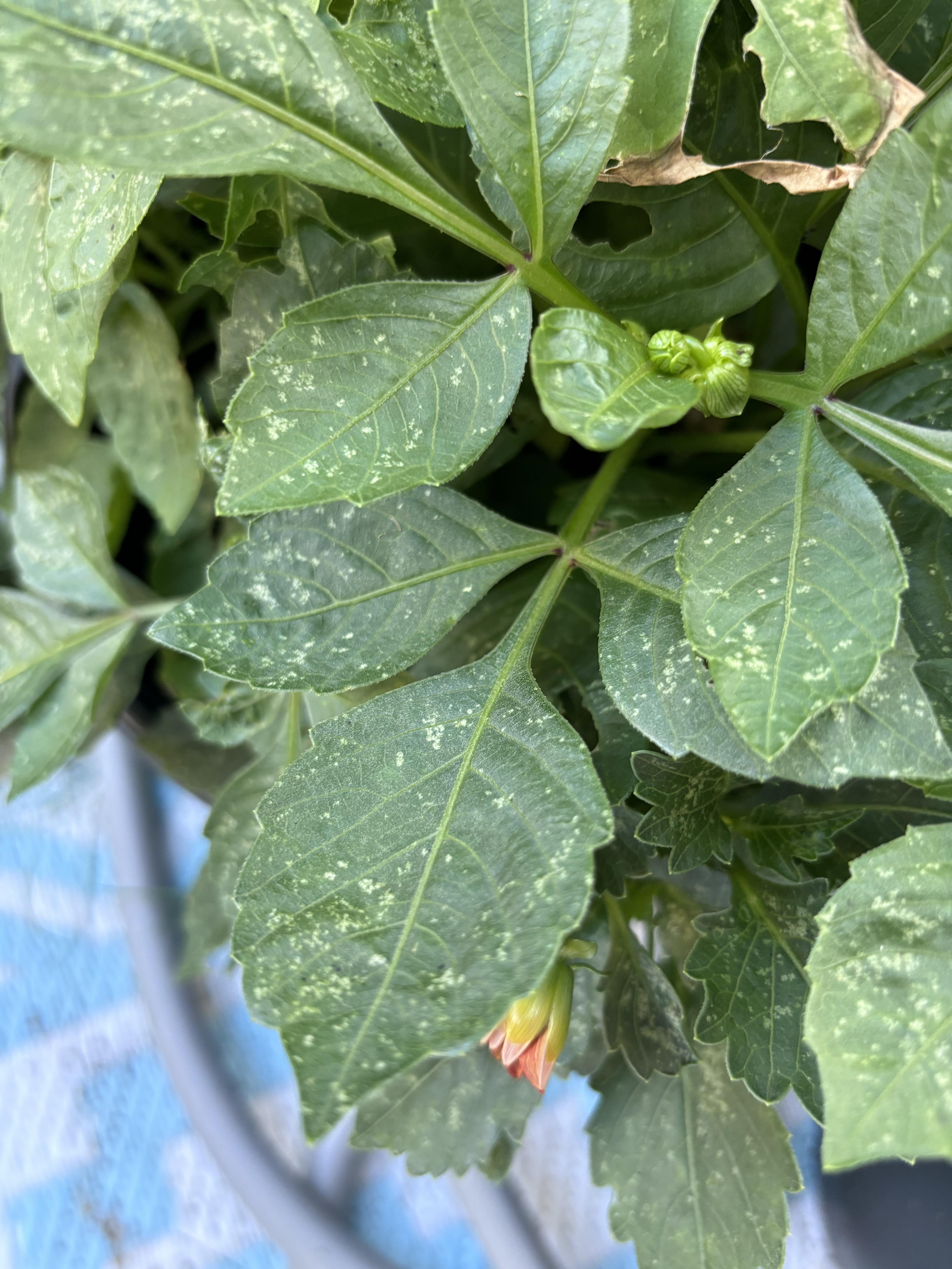Powdery Mildew? | Scrolller