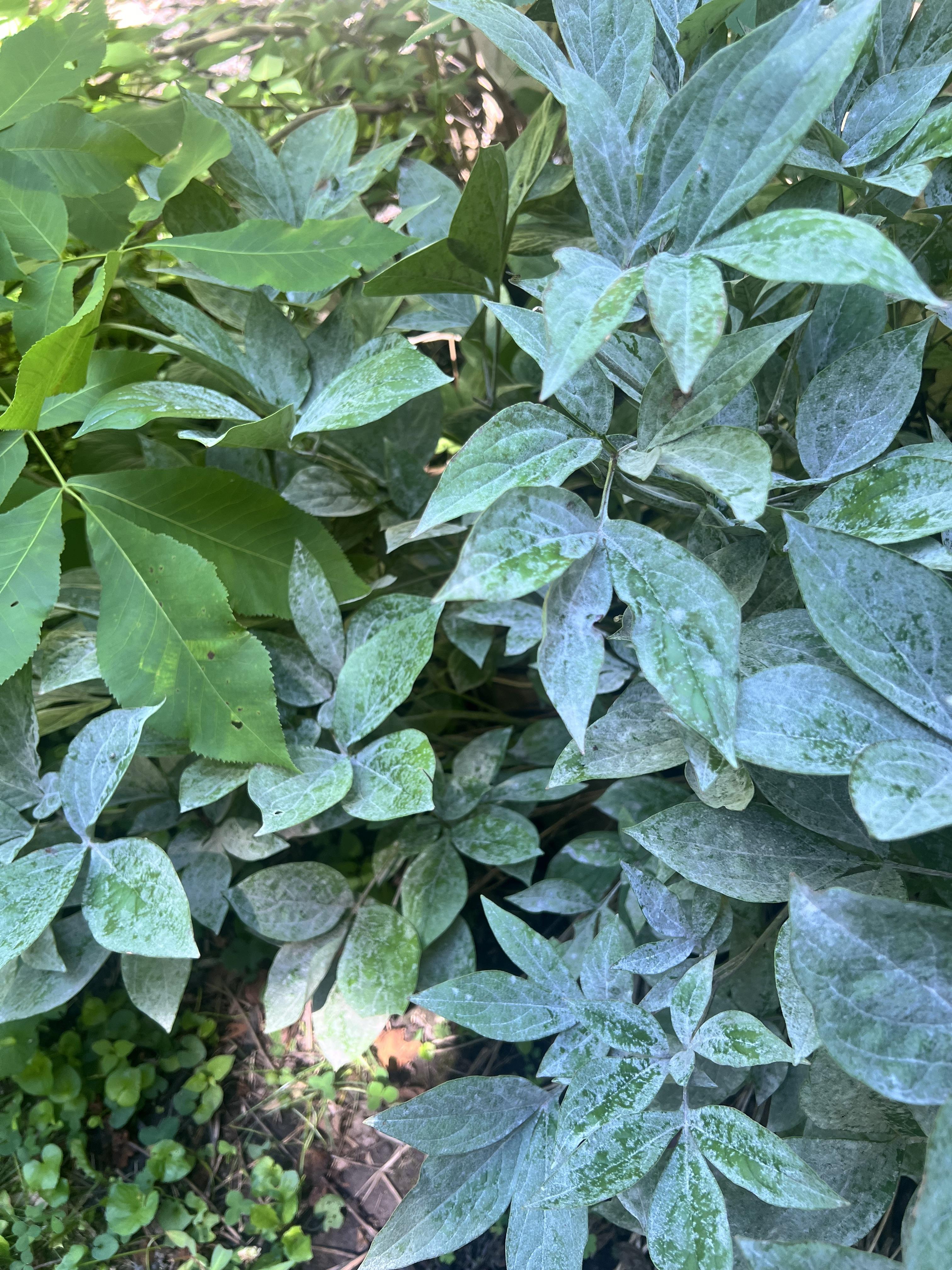 Powdery mildew explosion. Help! | Scrolller
