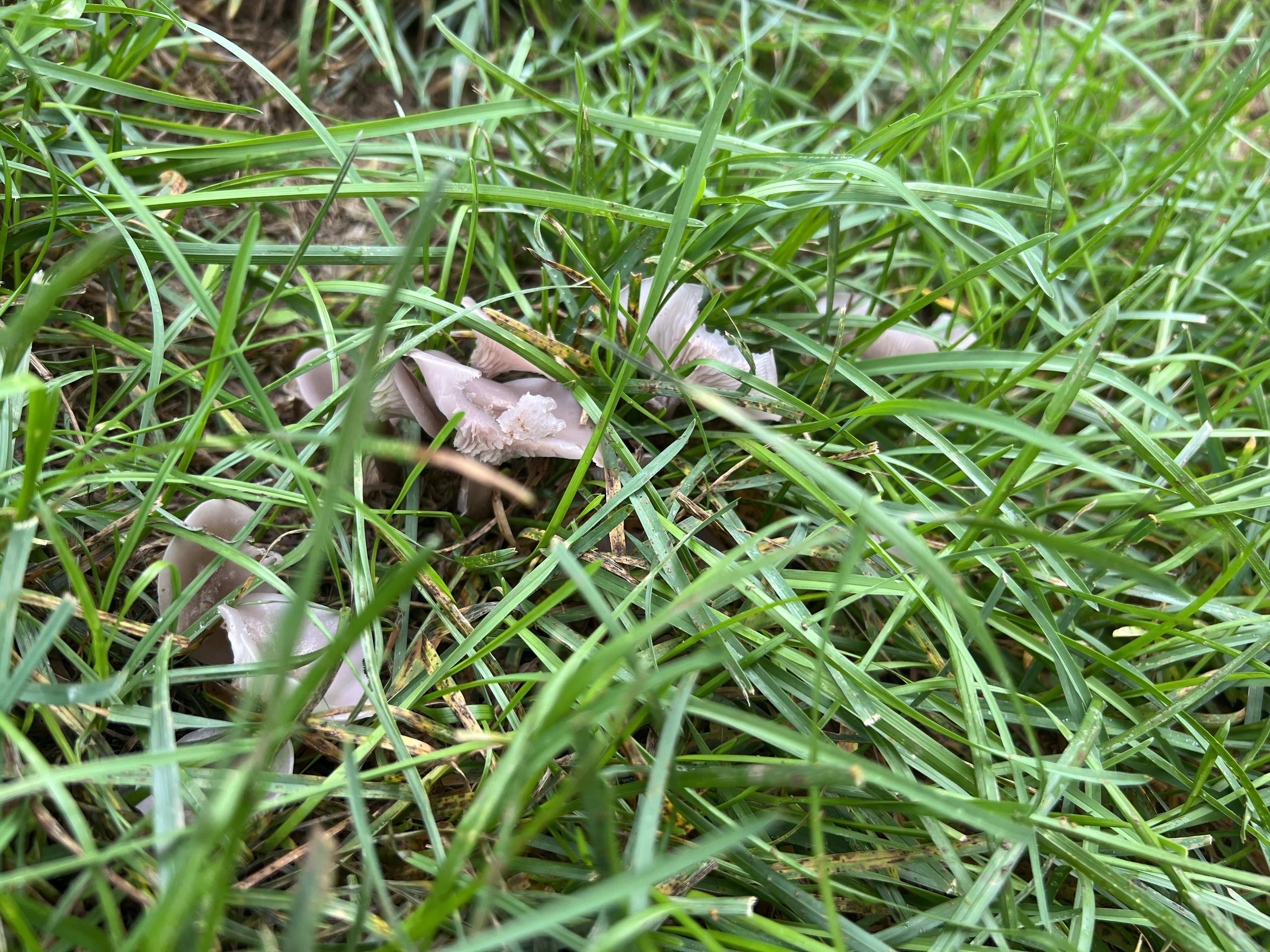 These things are growing in my yard. | Scrolller