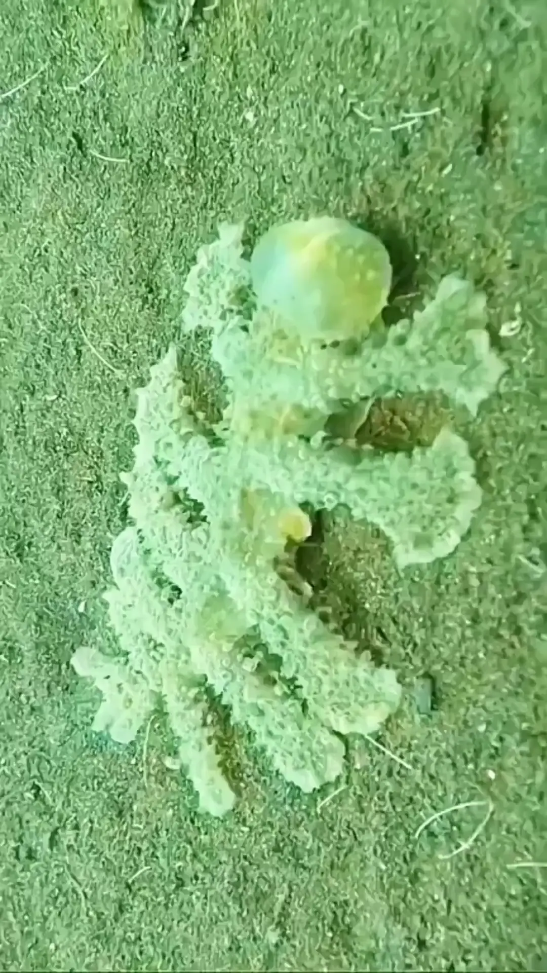 Nudibranch Melibe Viridis Sea Slug | Scrolller