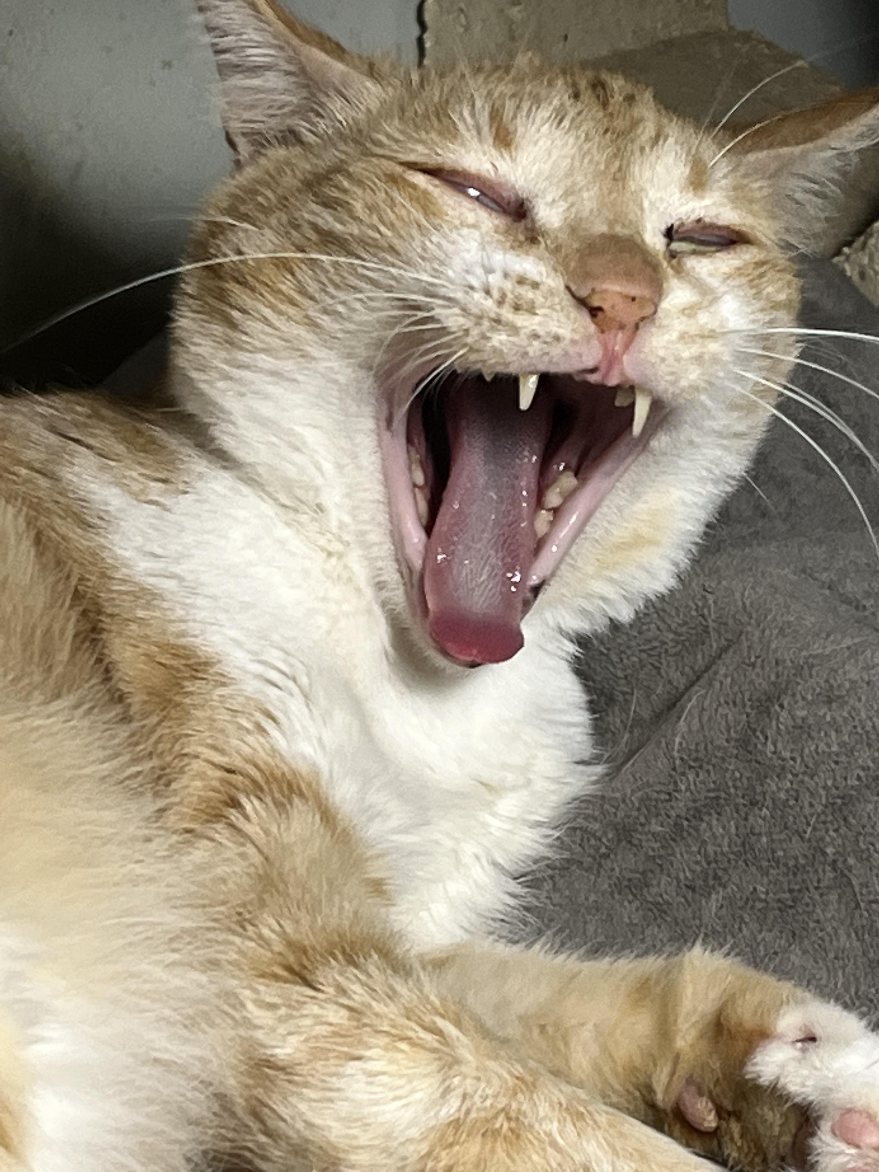 Nurse Betty Boop in mid yawn | Scrolller