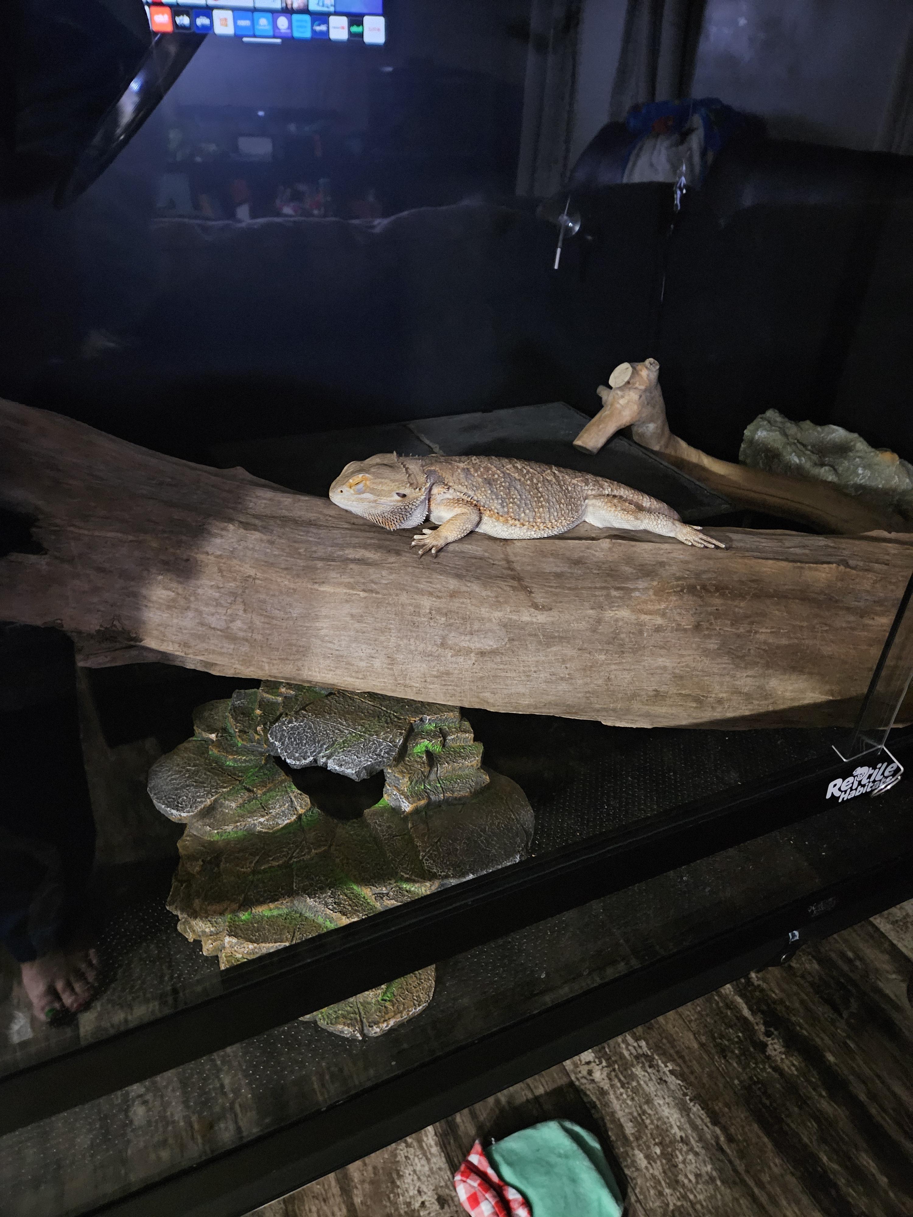 Help with active dragon. | Scrolller