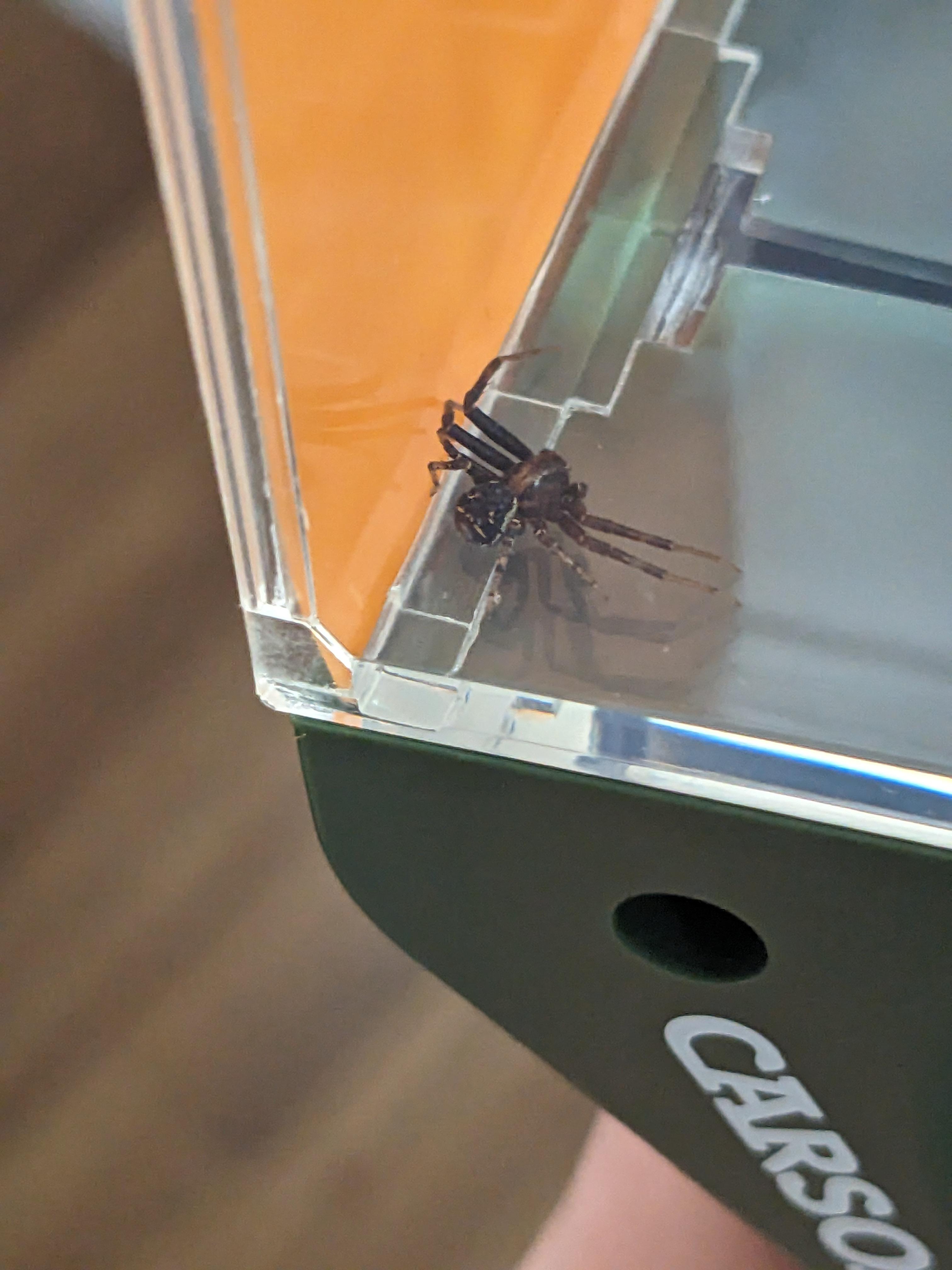 Help identify this spider? | Scrolller