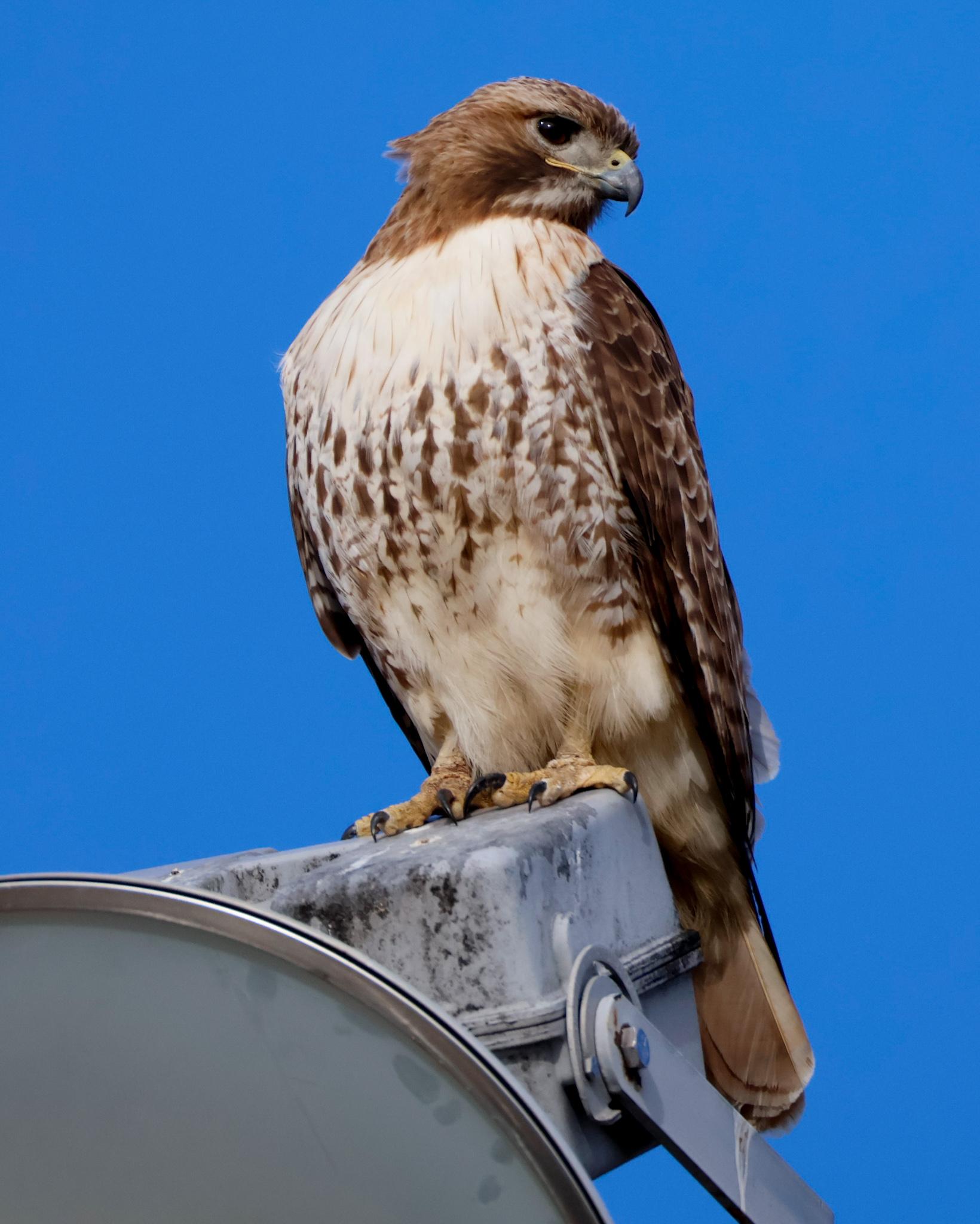 Red Tailed Hawk | Scrolller