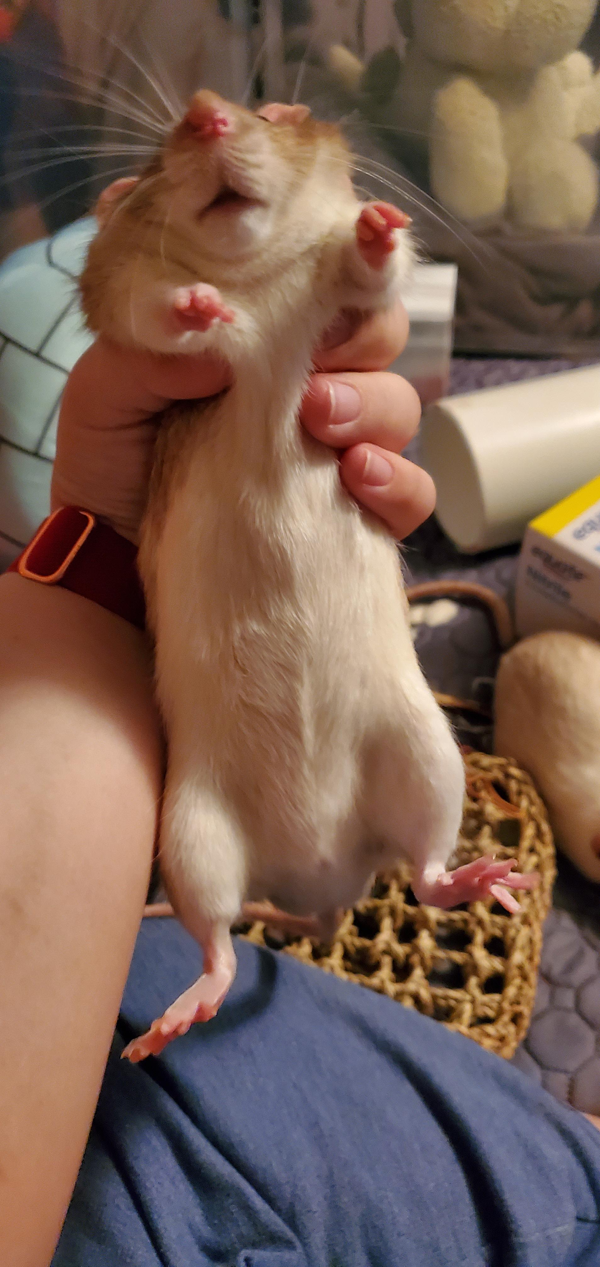 Does this look like a normal size for a five month old male rat? | Scrolller