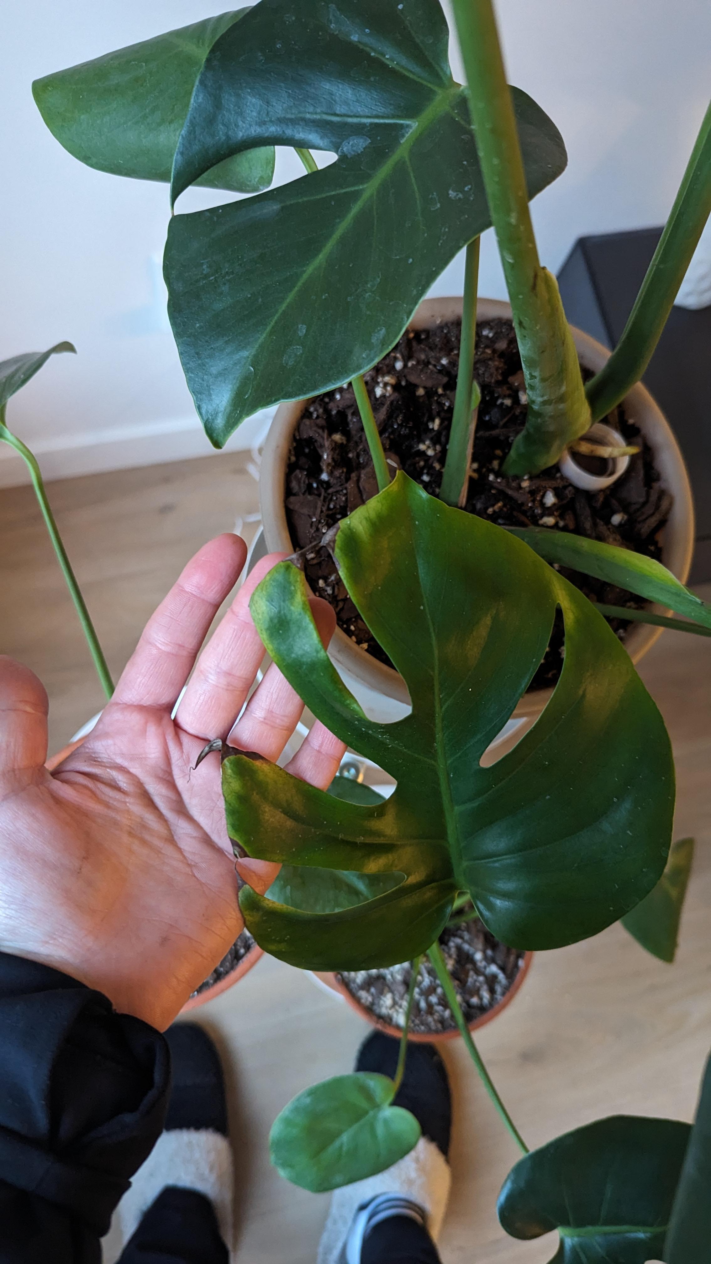 What I did wrong? (never had a monstera before) | Scrolller