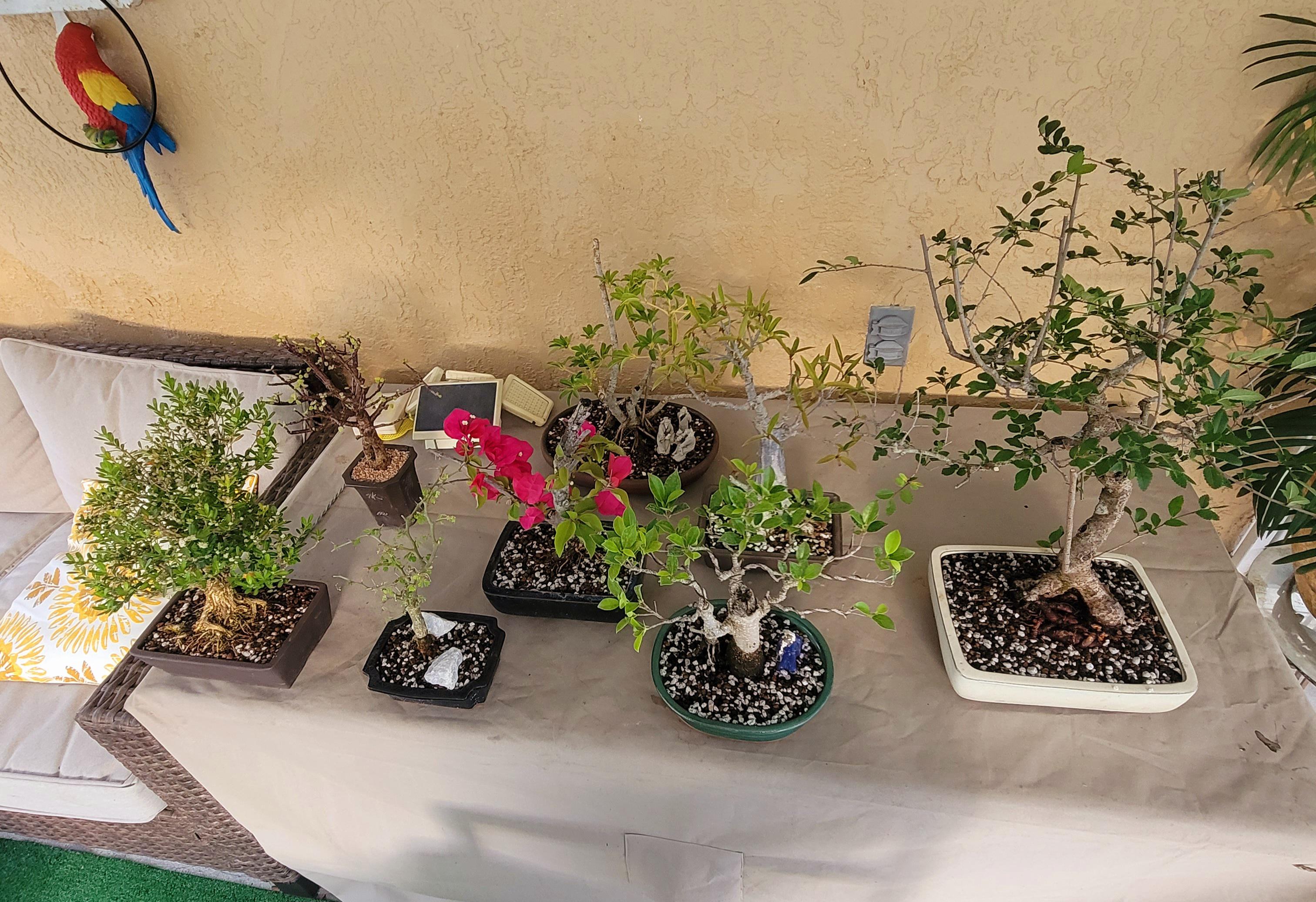 Repotted these beauties | Scrolller