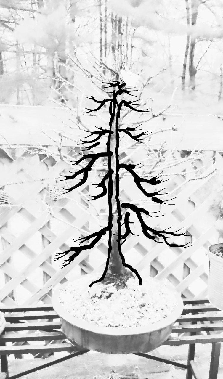 Dawn Redwood Repot | Scrolller