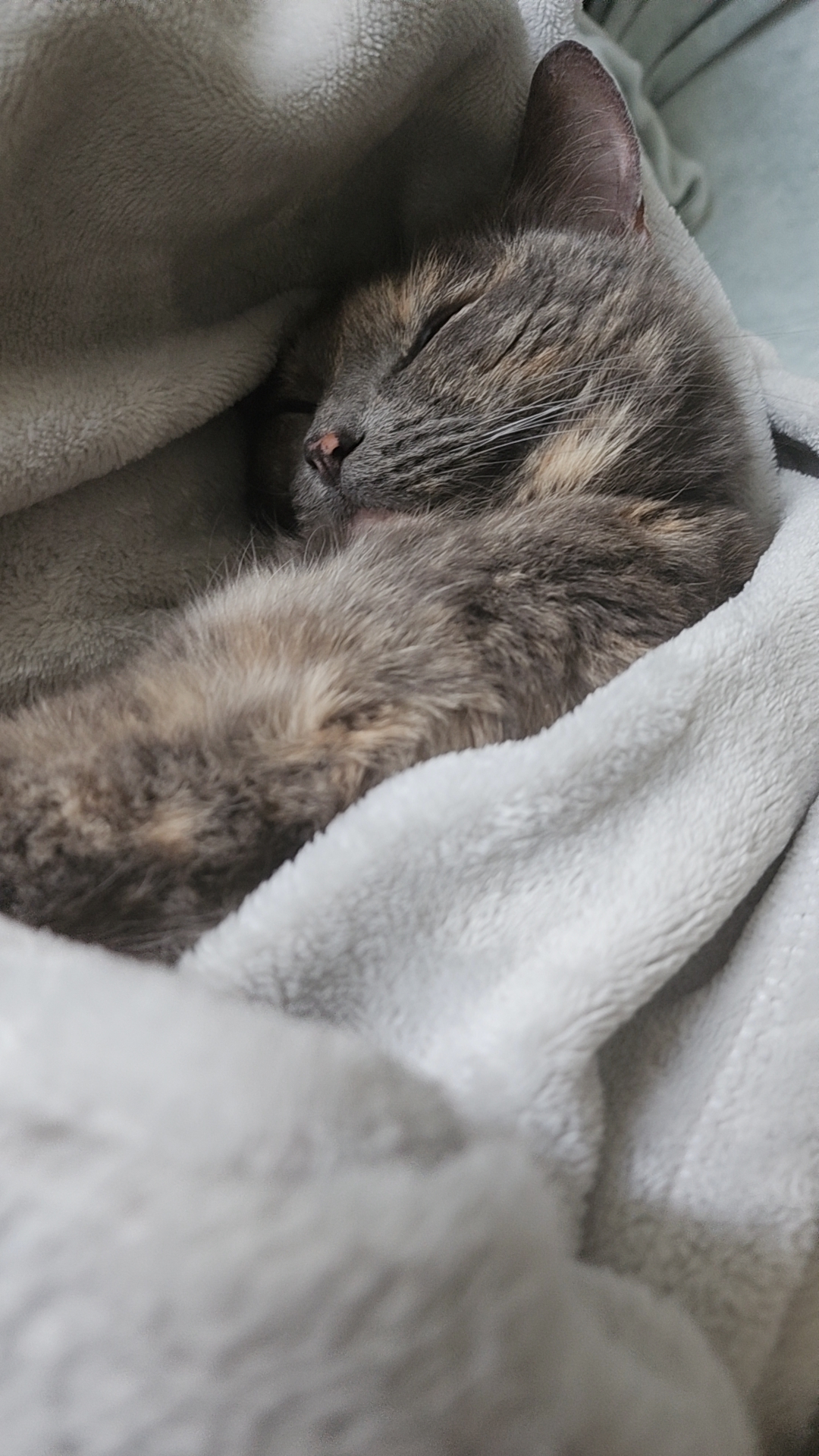 The best napper around | Scrolller