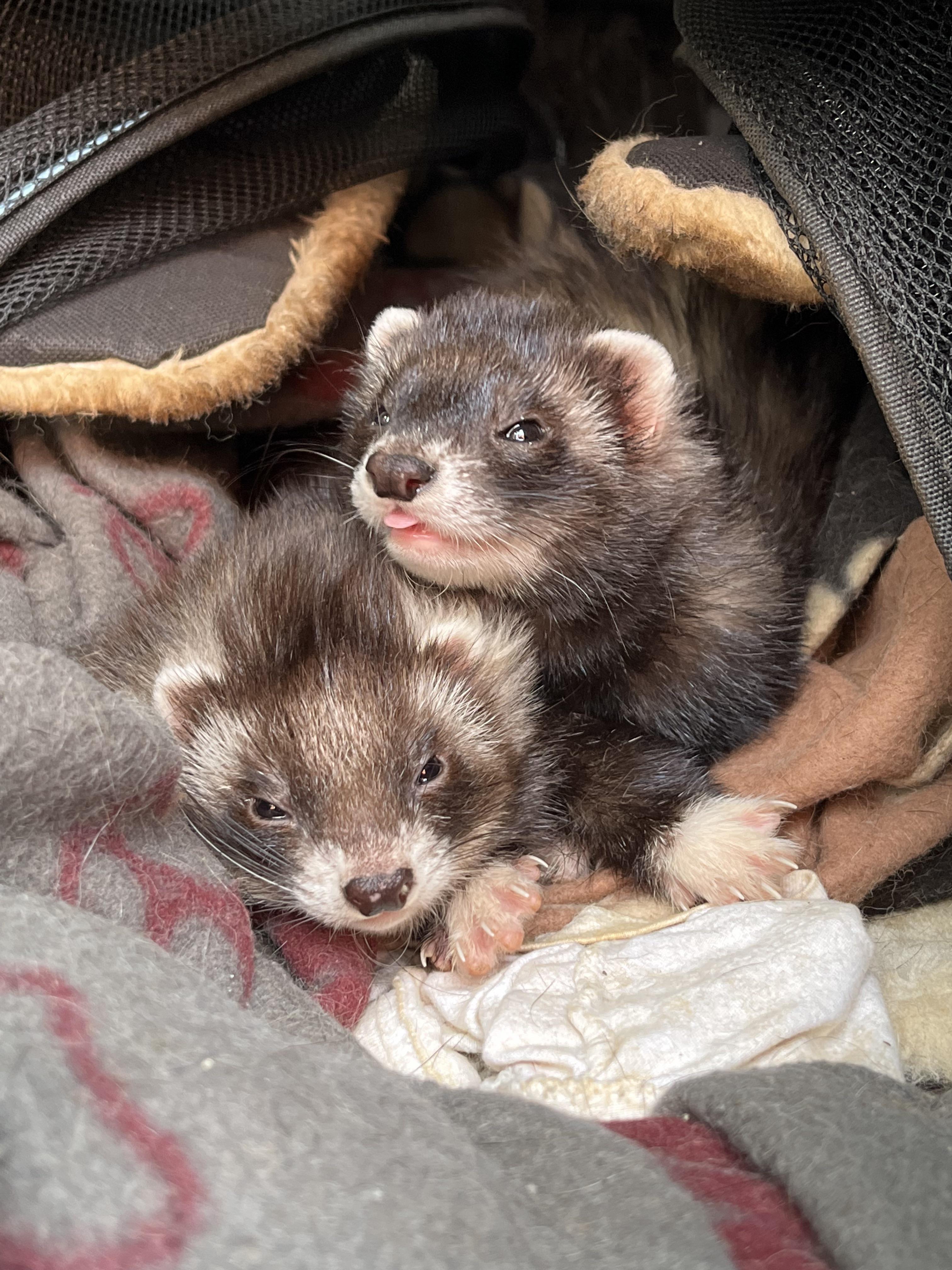 Uro and Boops having a cuddle | Scrolller