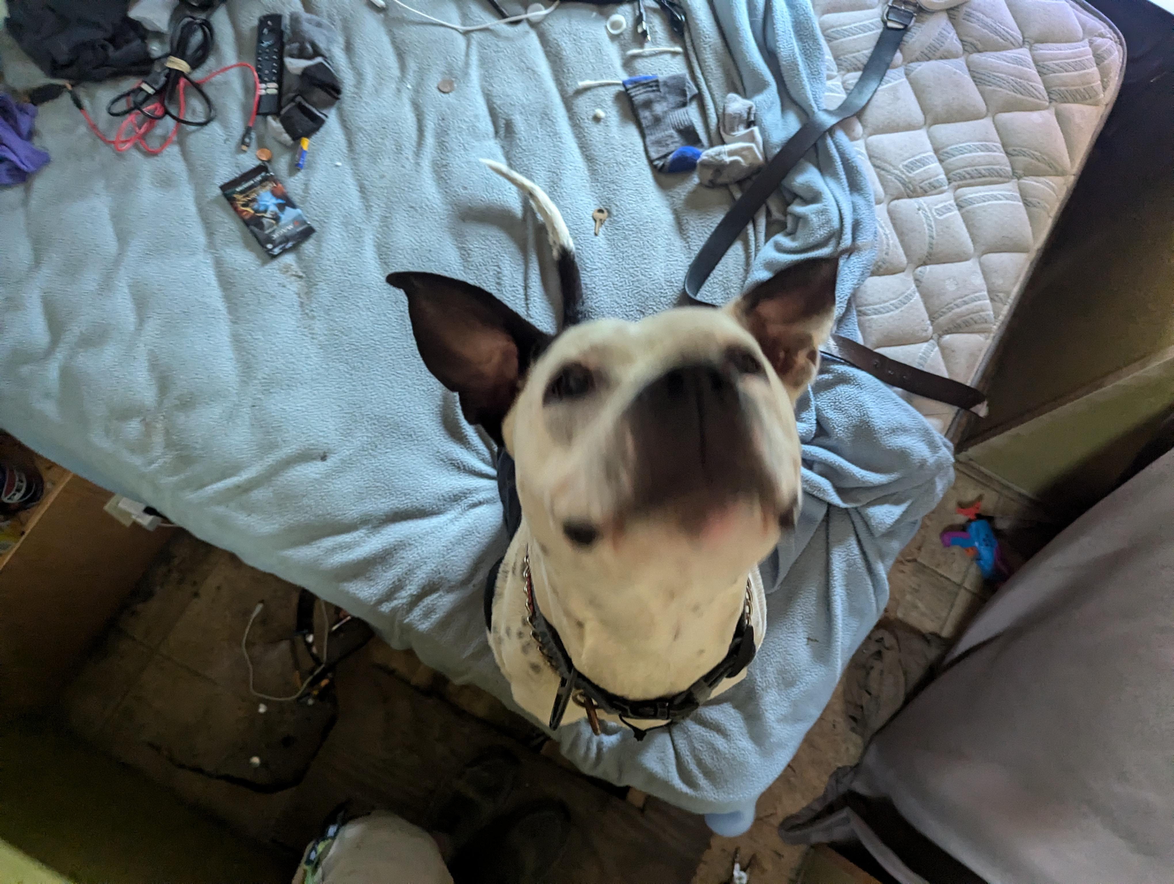 Me and da pupper | Scrolller