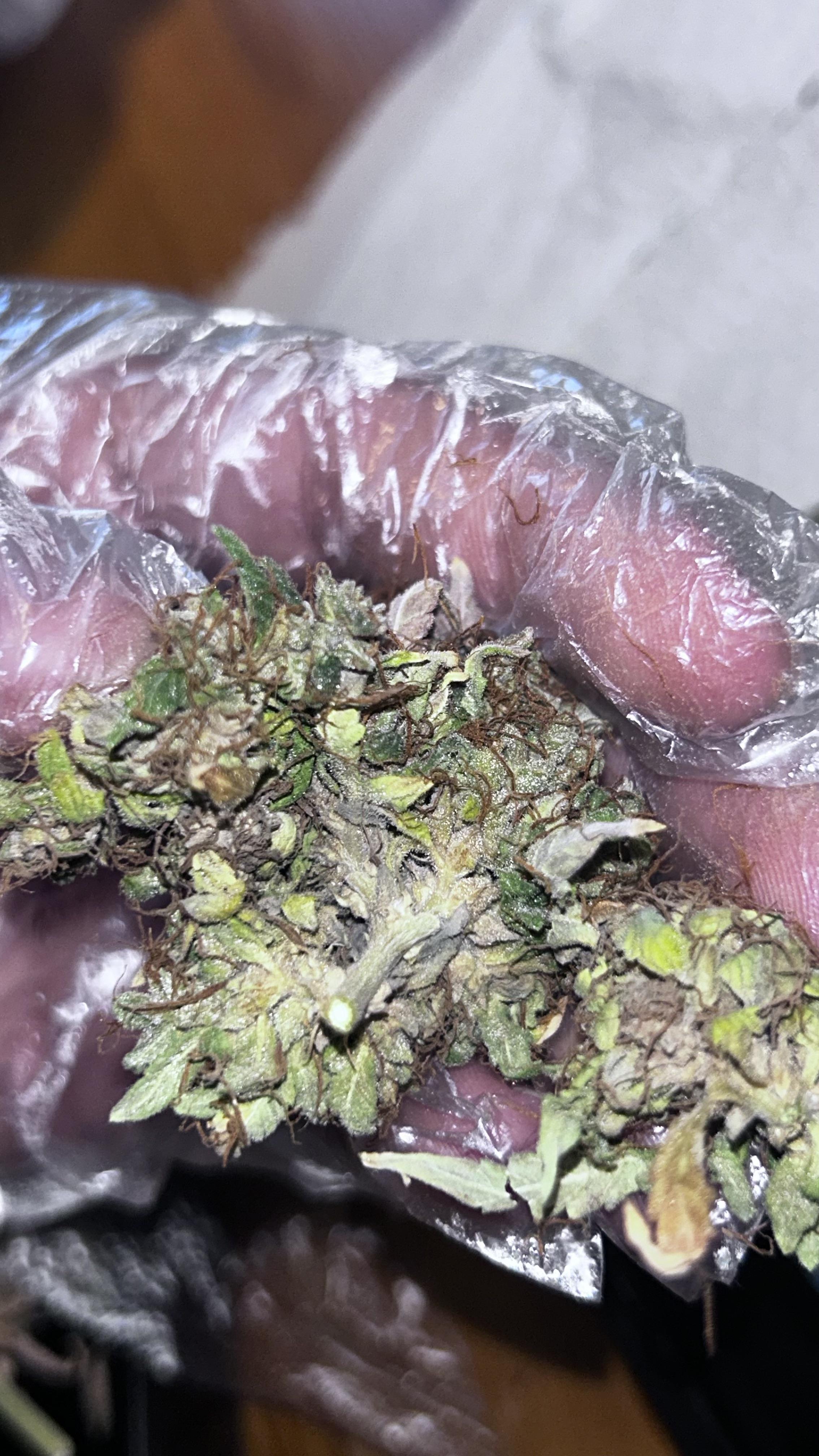 Is this mold? | Scrolller