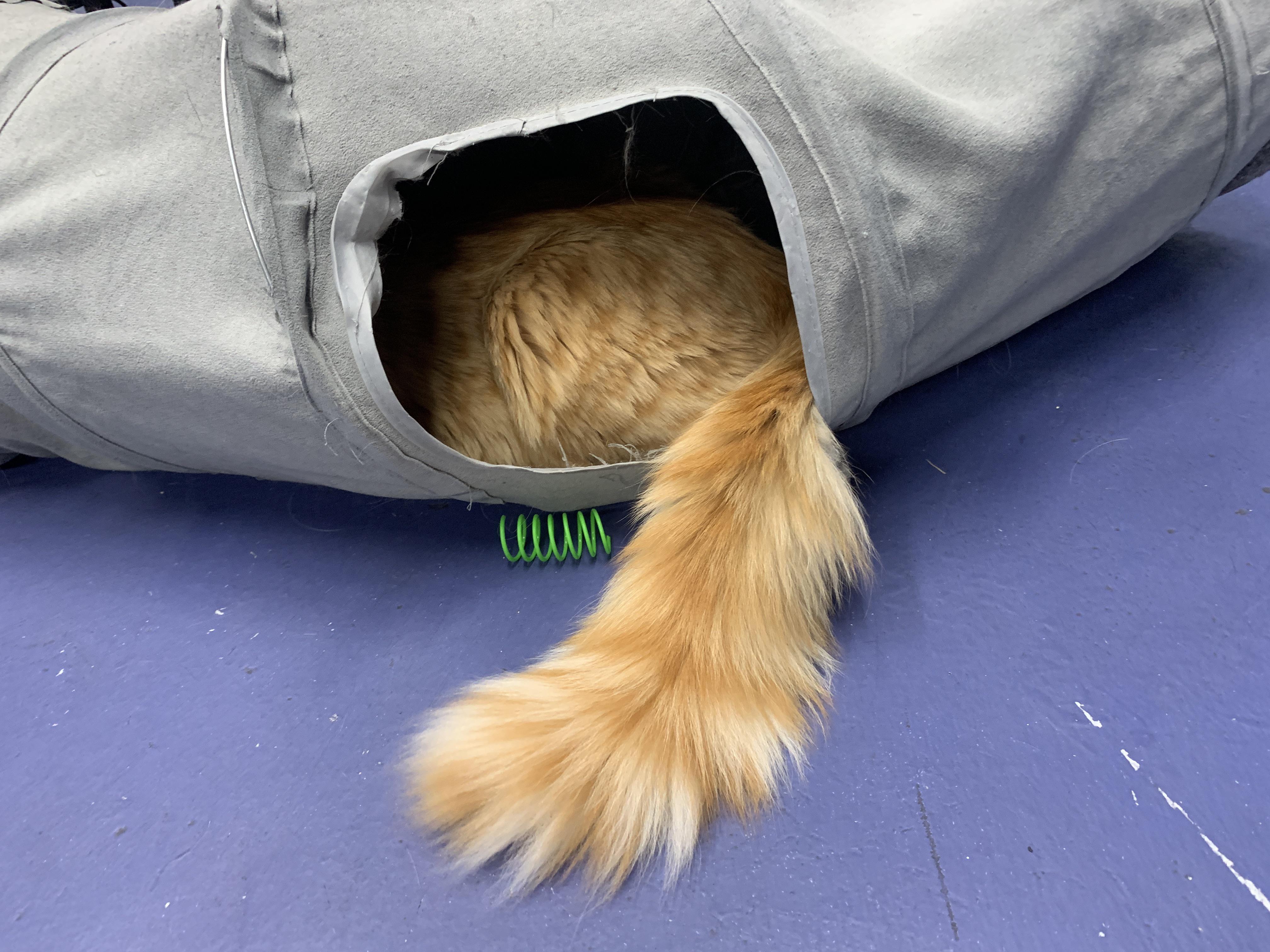 Fluffy kitty butt | Scrolller