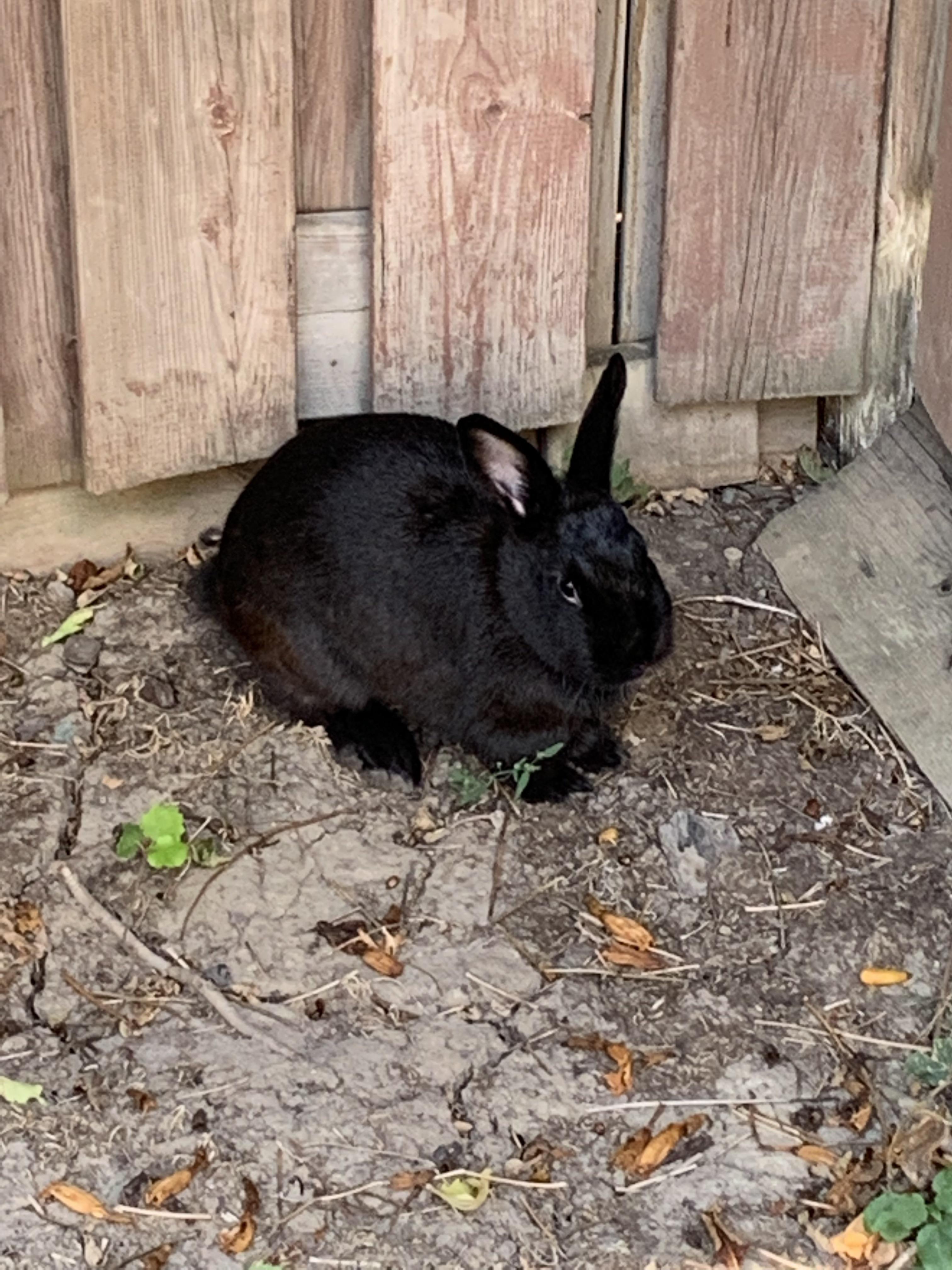 [OC] My cute Rex rabbits chilling outside | Scrolller