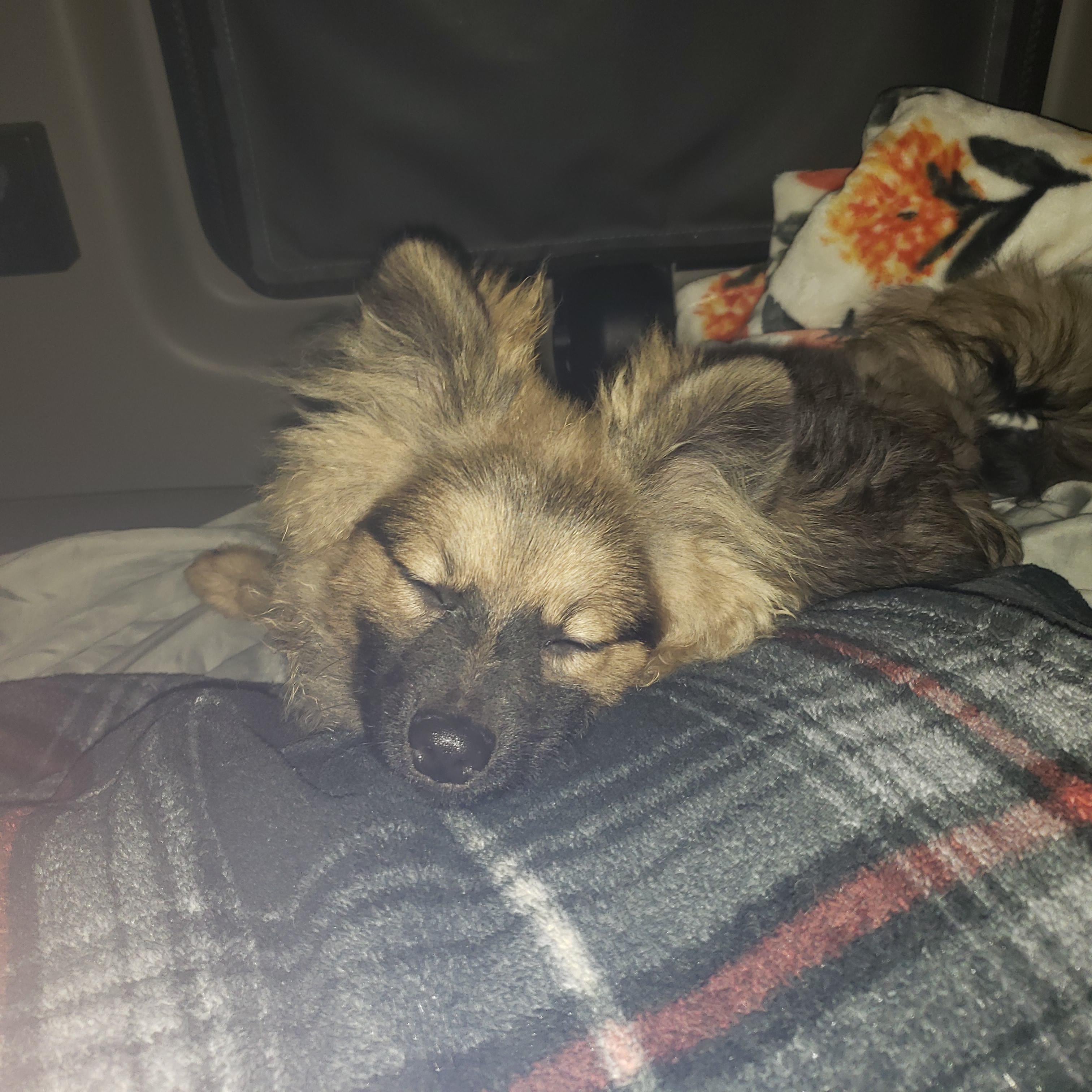 Rocky the trucker dog...ruff day. | Scrolller