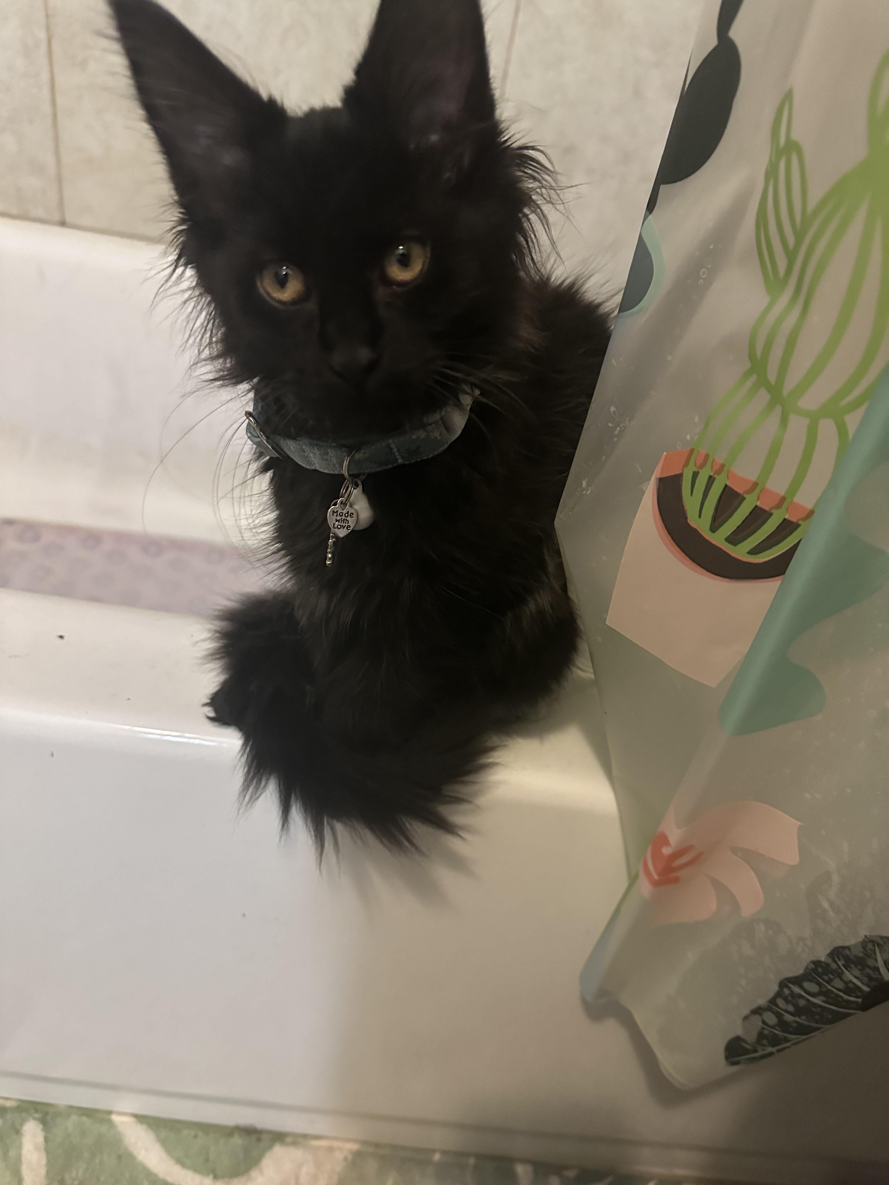 My girls Holly and Cinder 🫶 | Scrolller