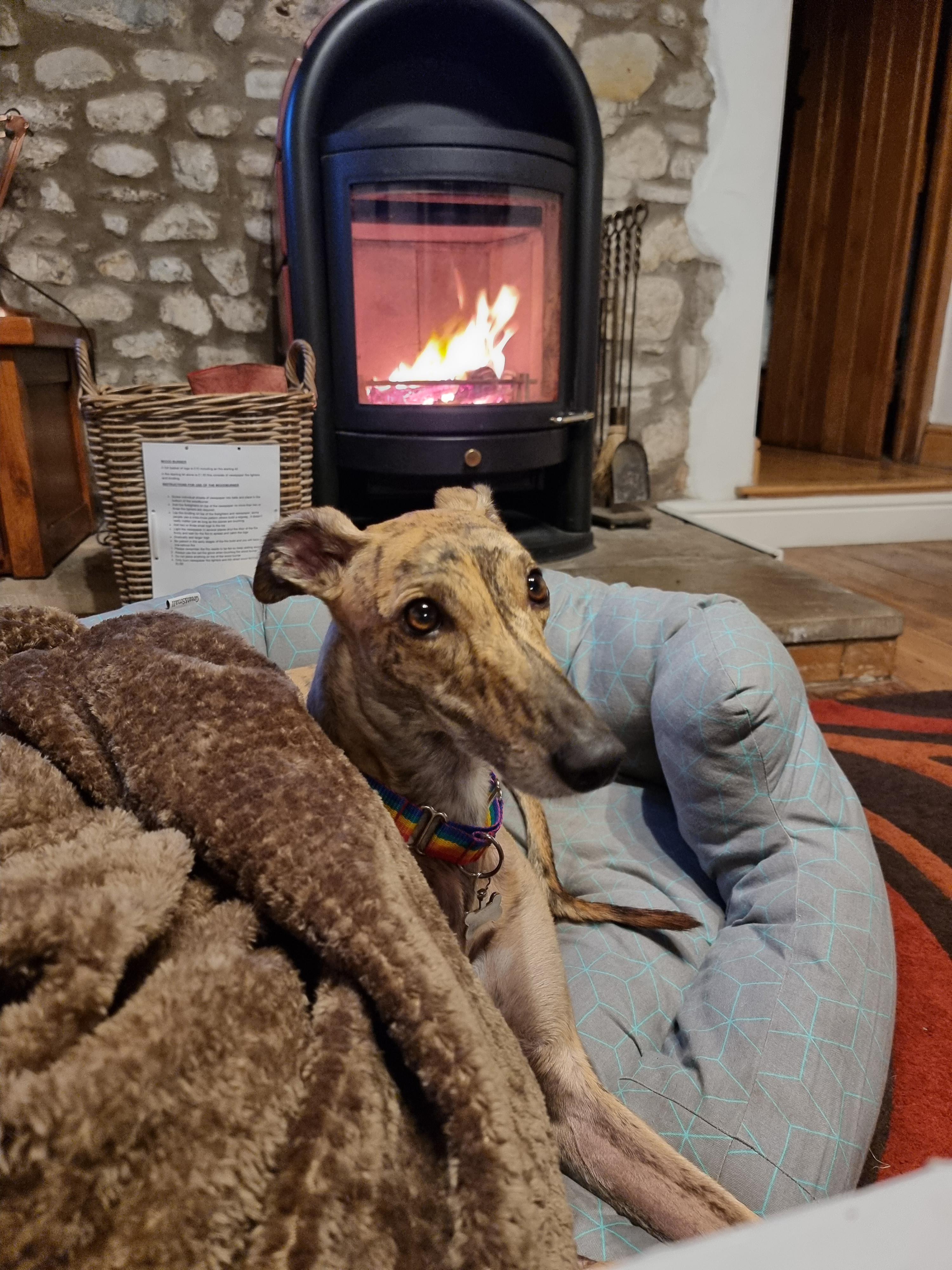 Cozy noodle | Scrolller