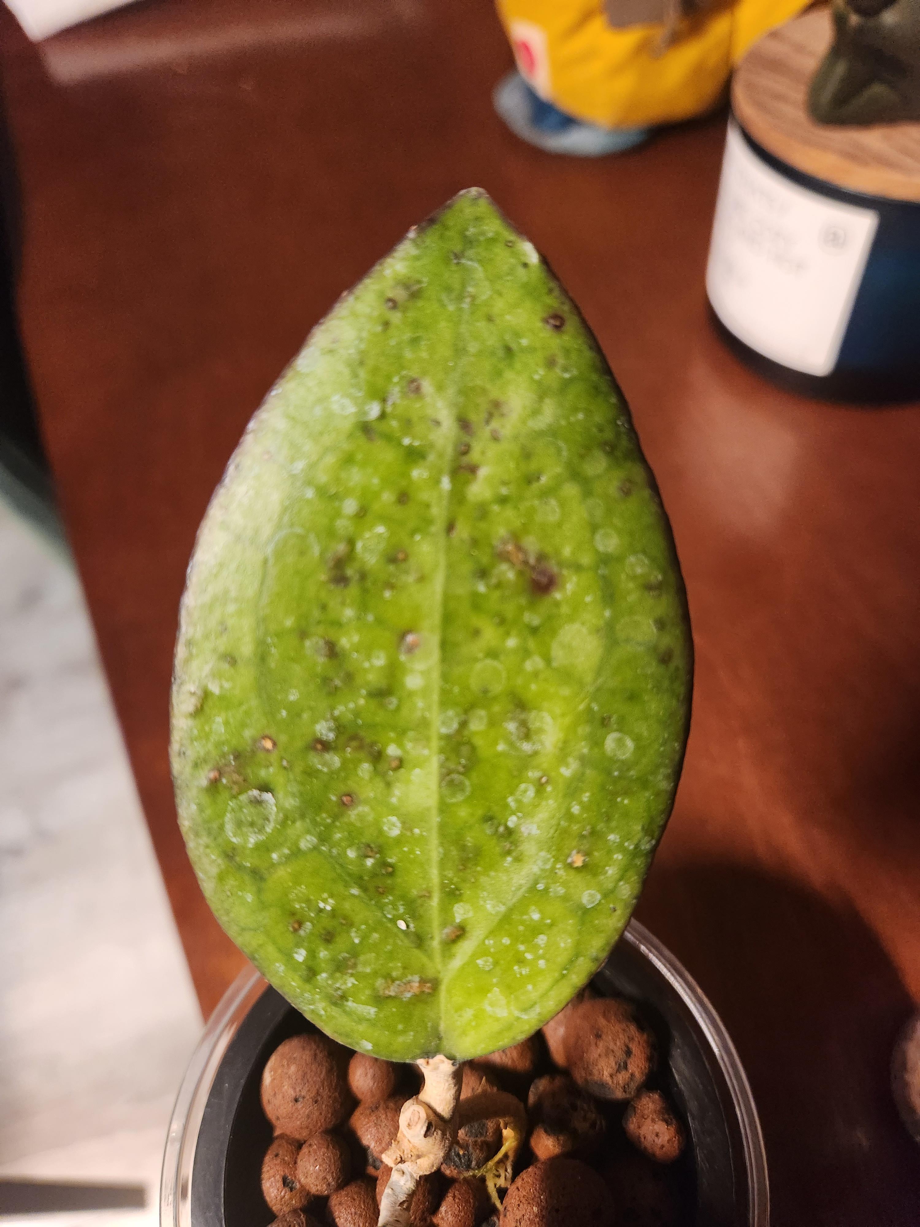 What are these red spots? | Scrolller