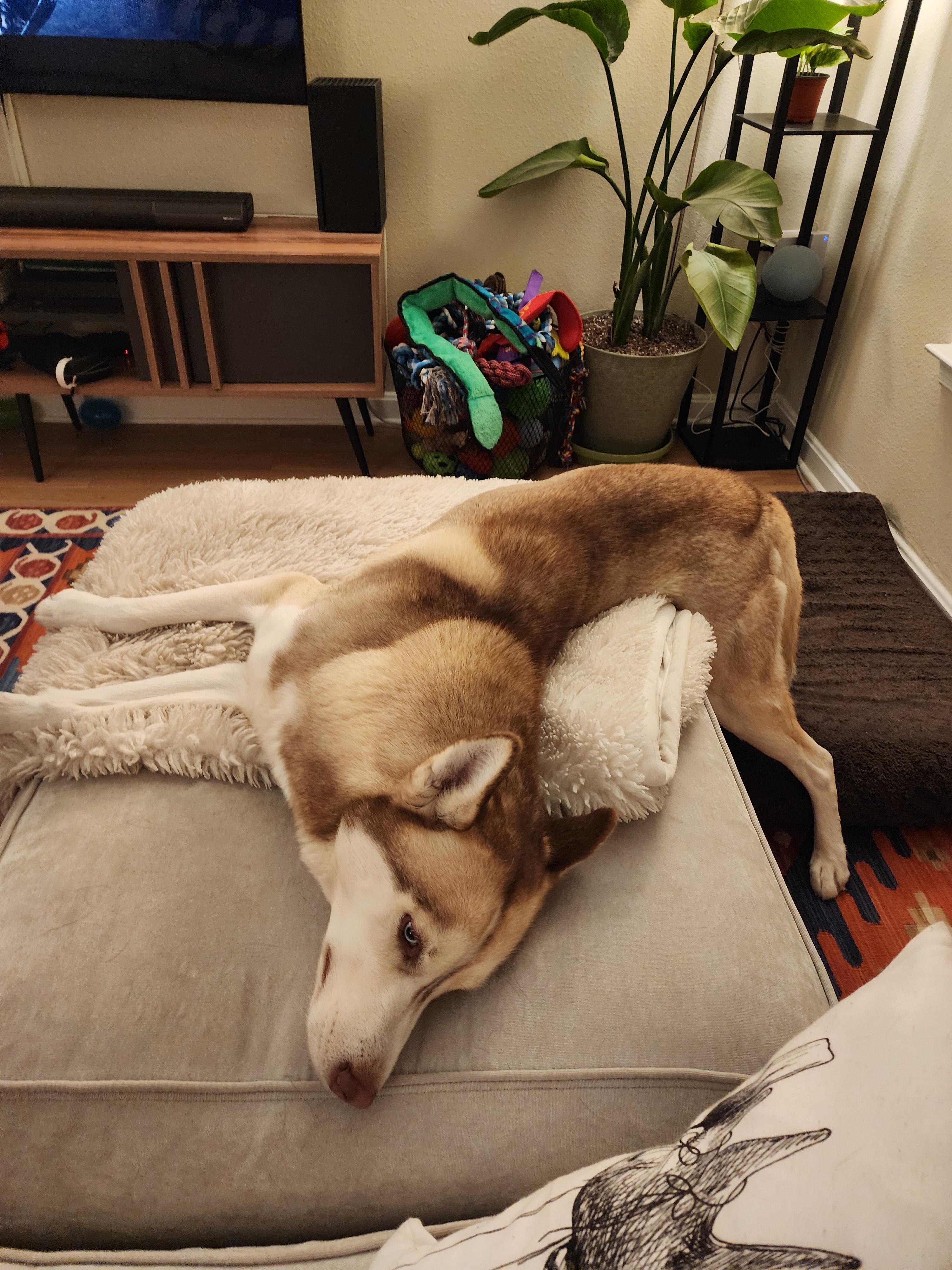 We've all seen the weird ways they lay down, but what do we call this set of poses? | Scrolller