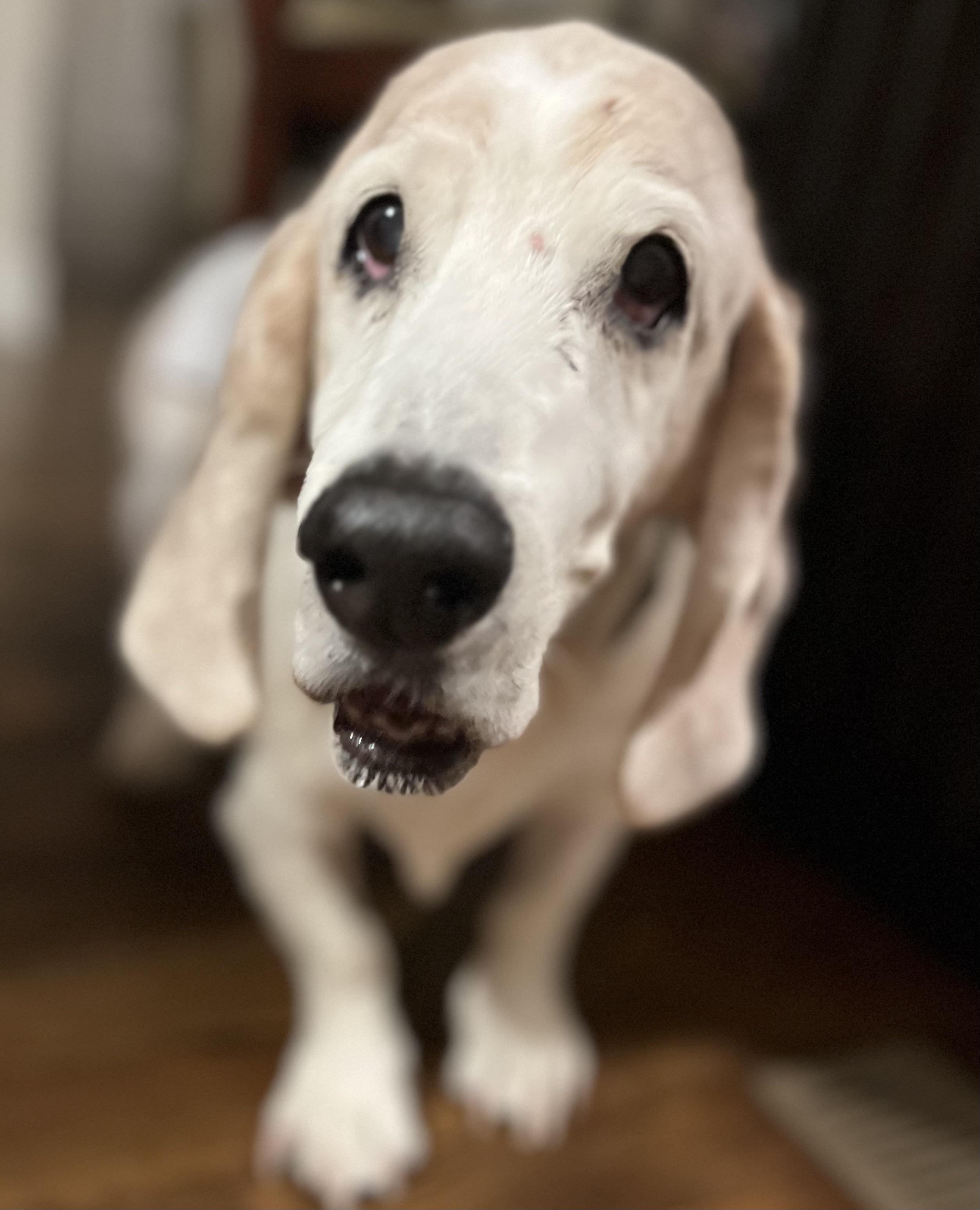 Discover more like Aww: Old Man Fred and Related Content | Scrolller